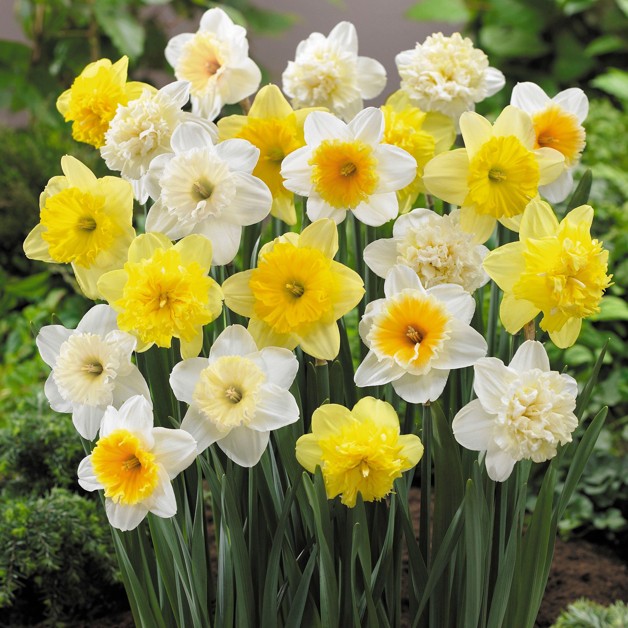 Buy 20x Daffodil Narcissus - Mix 'Hello Spring!' | Bakker.com
