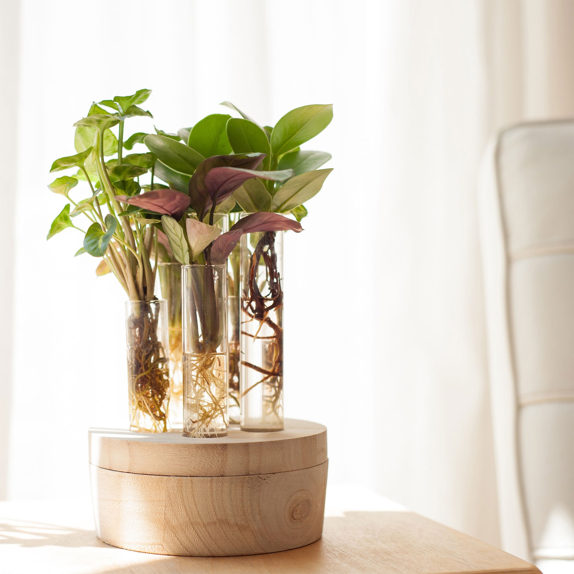 Buy house plants now Cutting mix 'New York' in glass with LED lighting ...