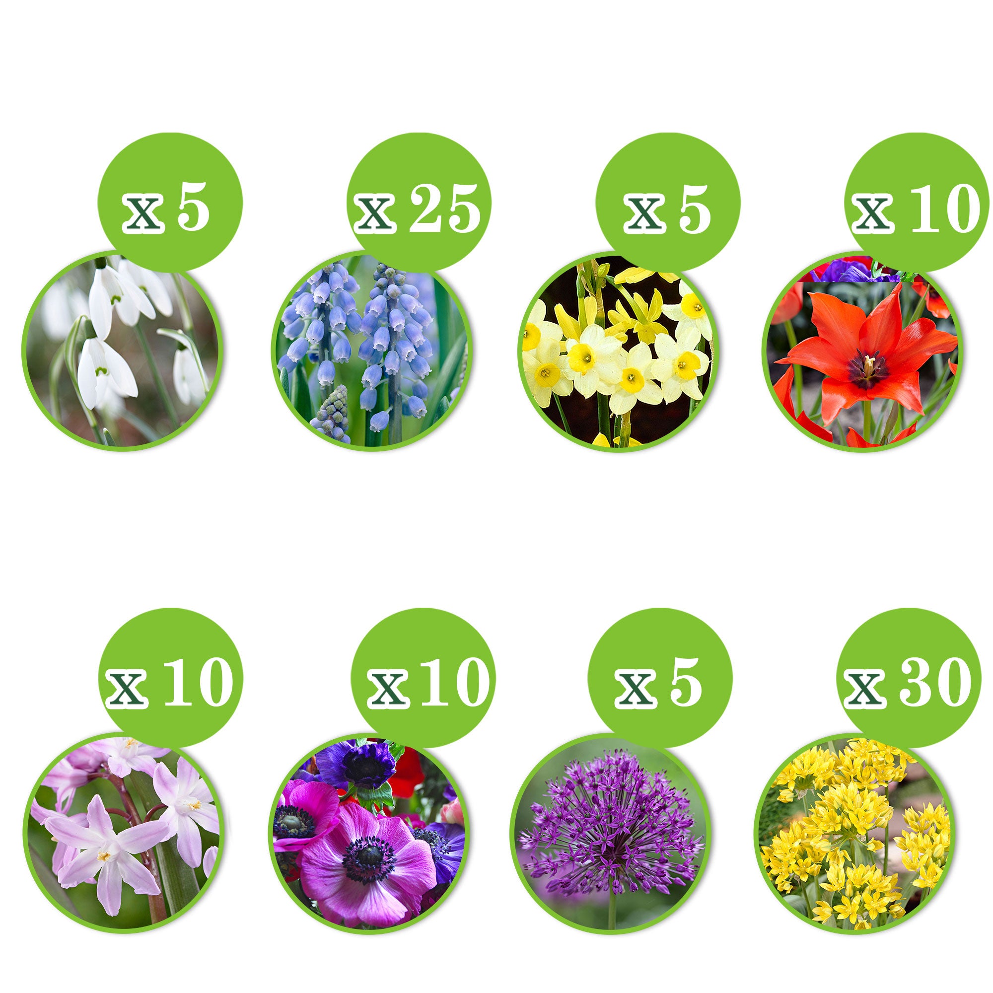 Buy 200x Flower bulb package 'Lots of Variety' | Bakker.com