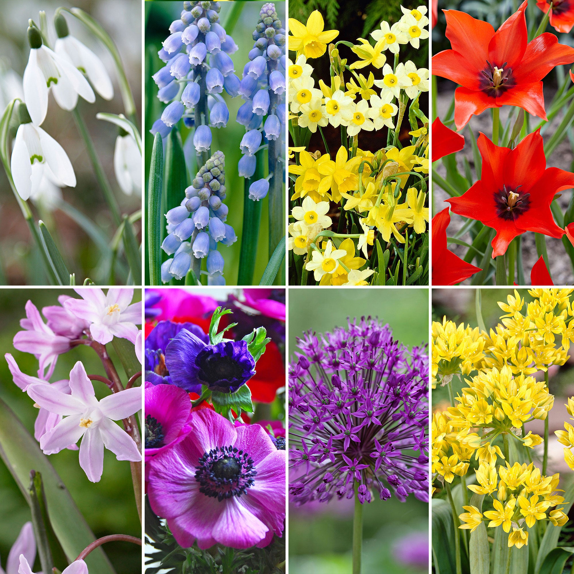 Buy 200x Flower bulb package 'Lots of Variety' | Bakker.com