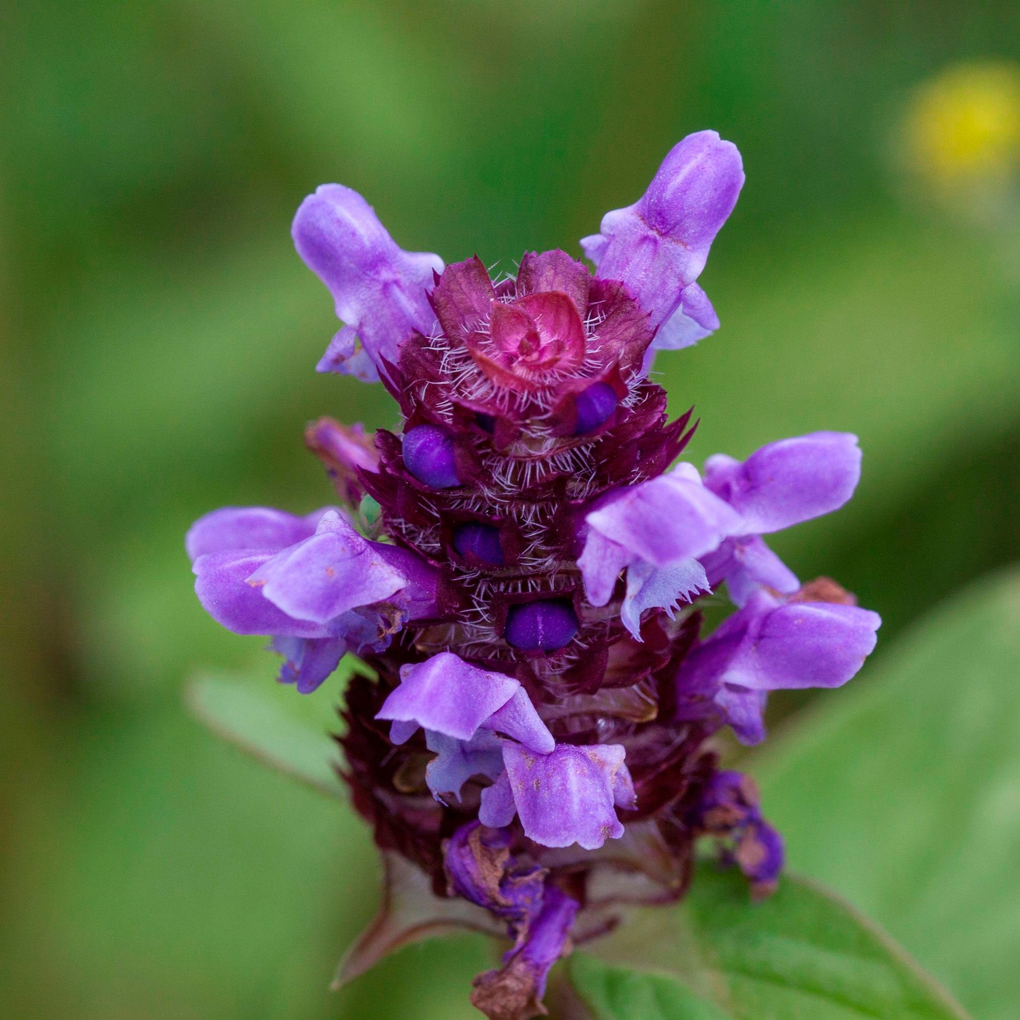 Buy hardy perennial Common self-heal Prunella vulgaris Organic — Hardy ...