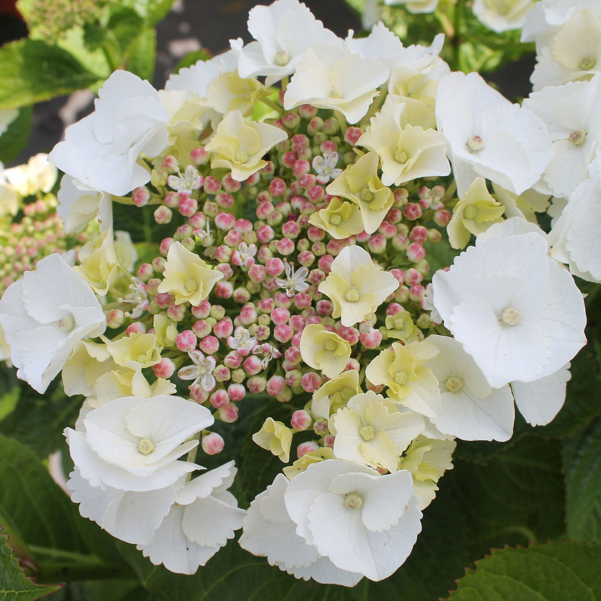 Buy ornamental shrubs now Bigleaf hydrangea Hydrangea 'Teller' White ...