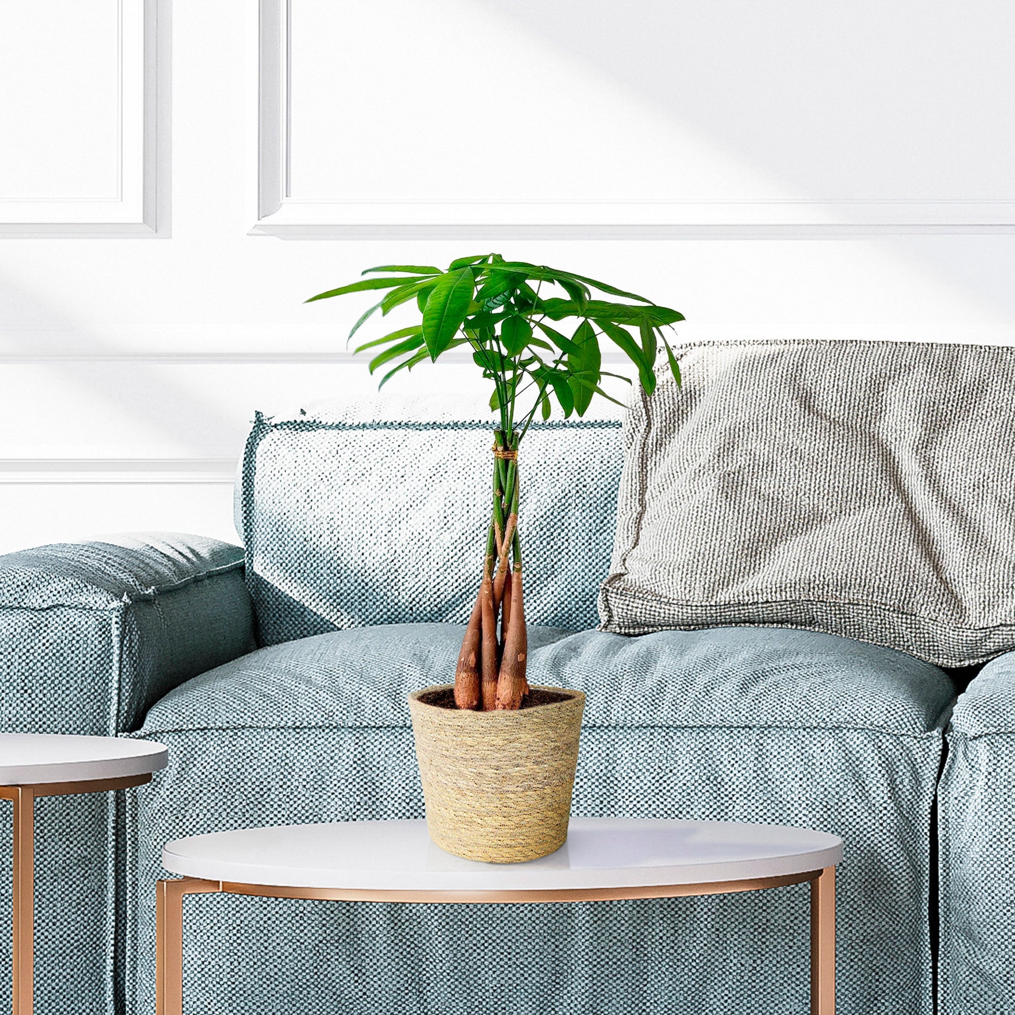 Buy house plants now Guiana Chestnut | Bakker.com