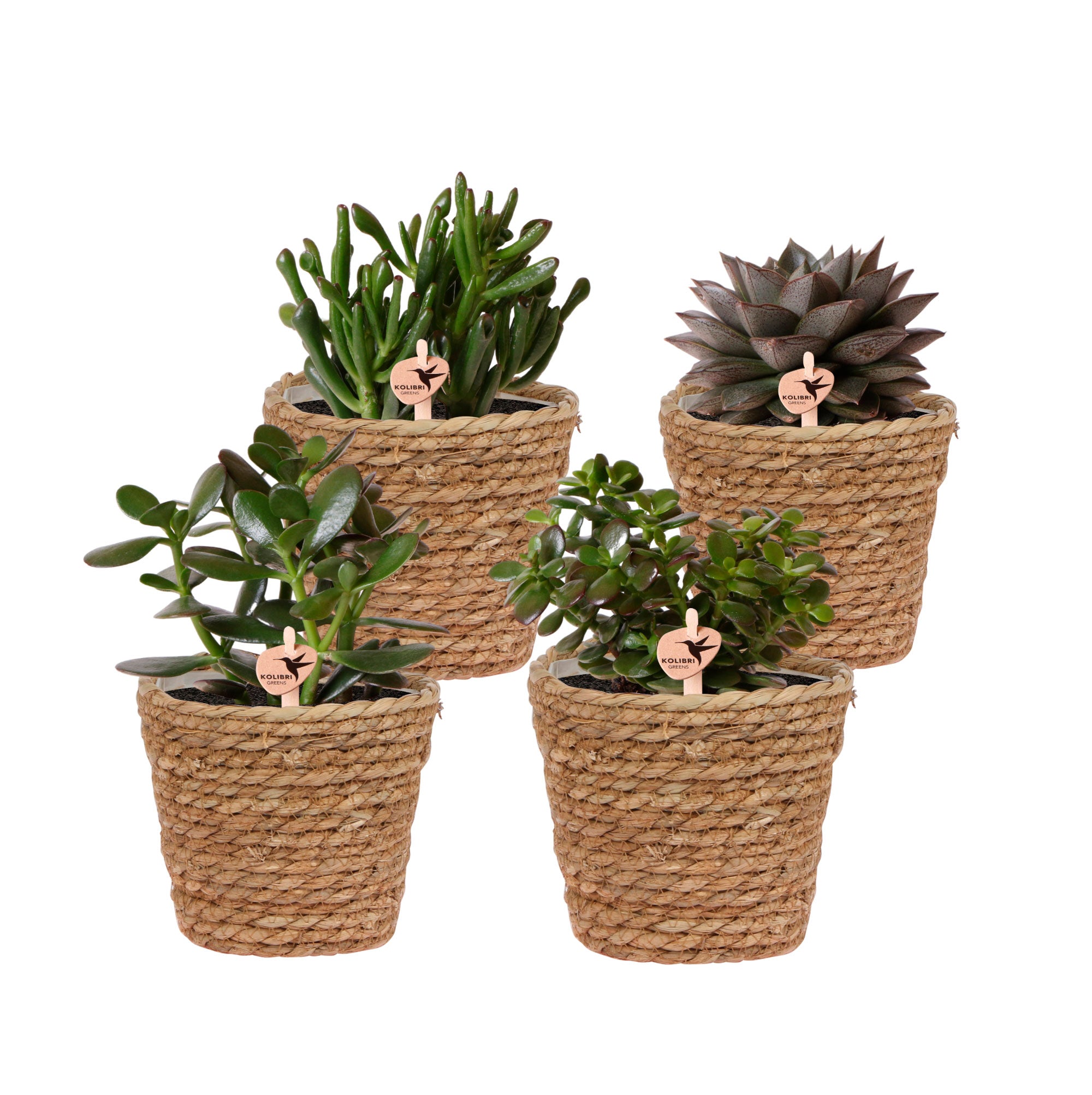 Buy house plants now 4x succulents — green set incl. baskets | Bakker.com
