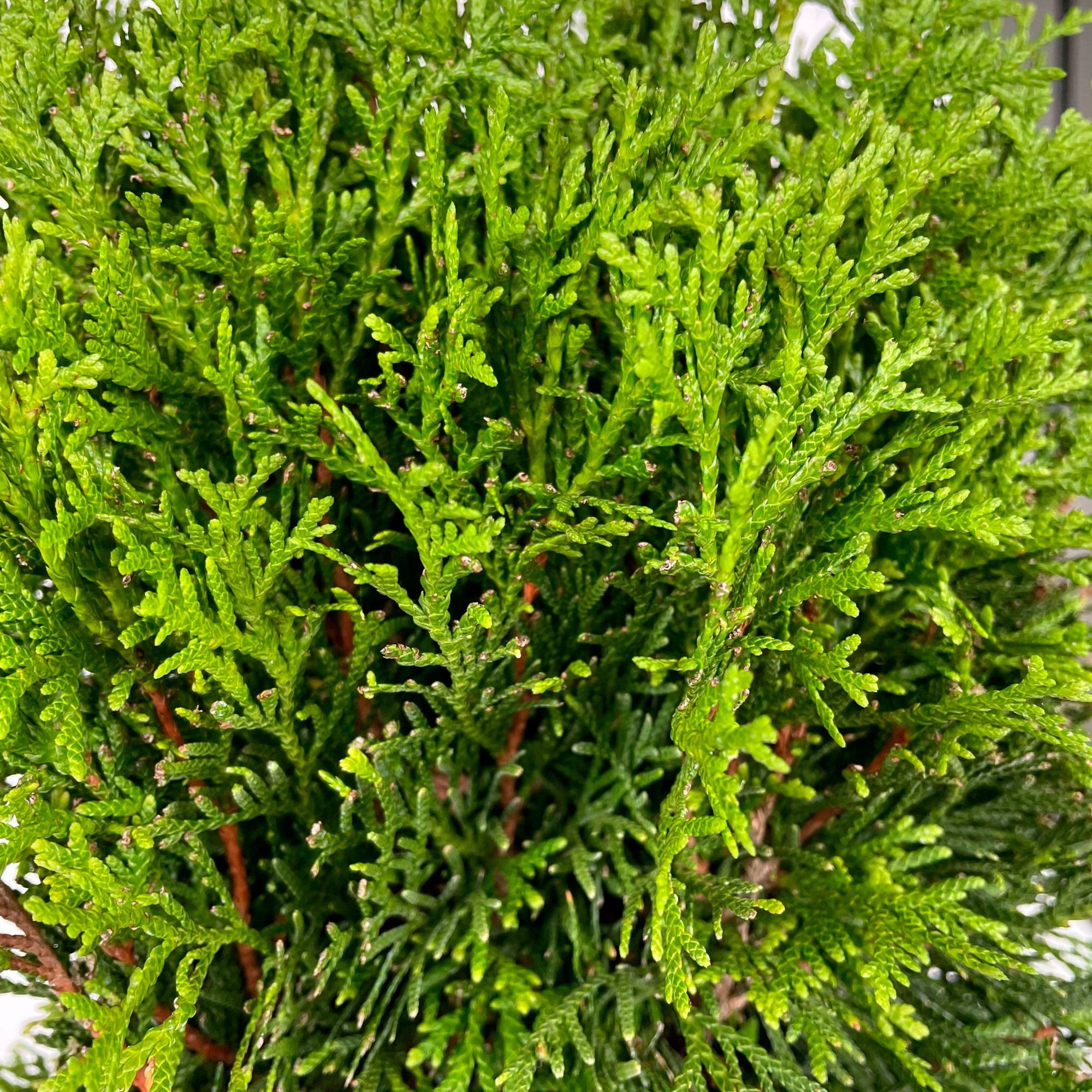 Buy conifers now Thuja Cypress Thuja 'Smaragd' - Hardy plant | Bakker.com