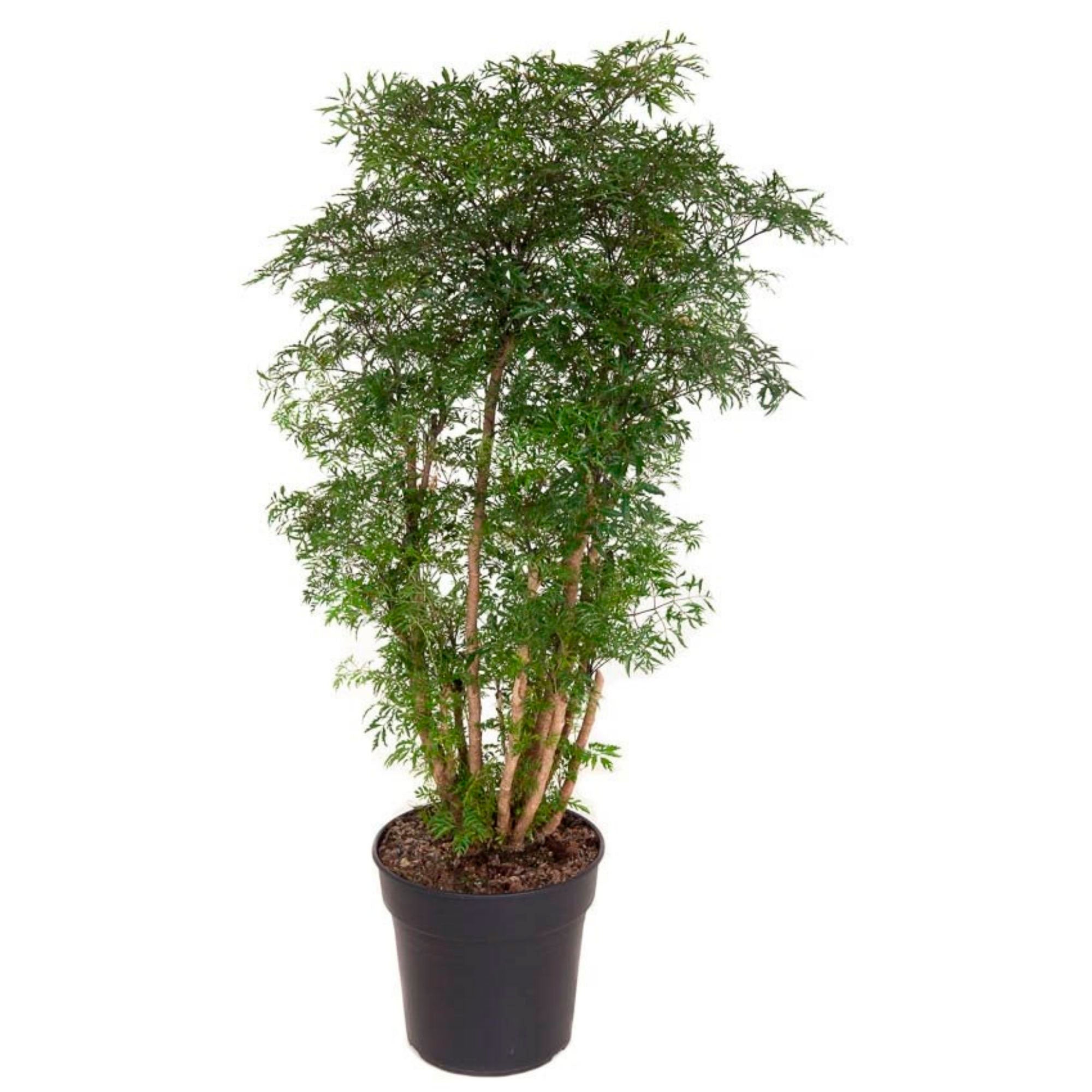 Buy house plants now Polyscias 'Ming' | Bakker.com