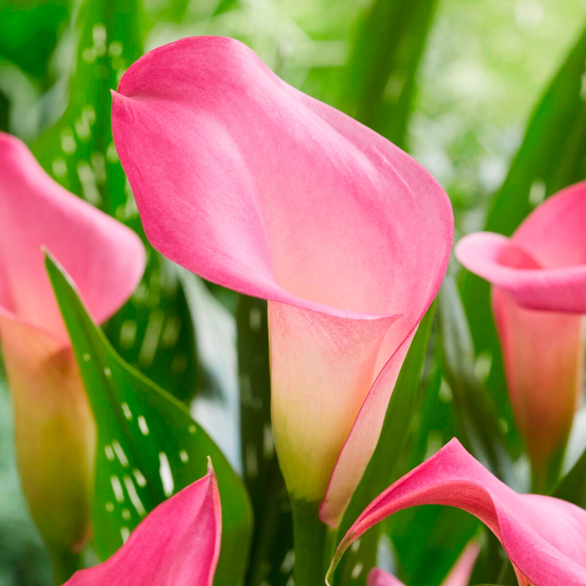 Buy 2x Arum Zantedeschia Calla Pink | Bakker.com
