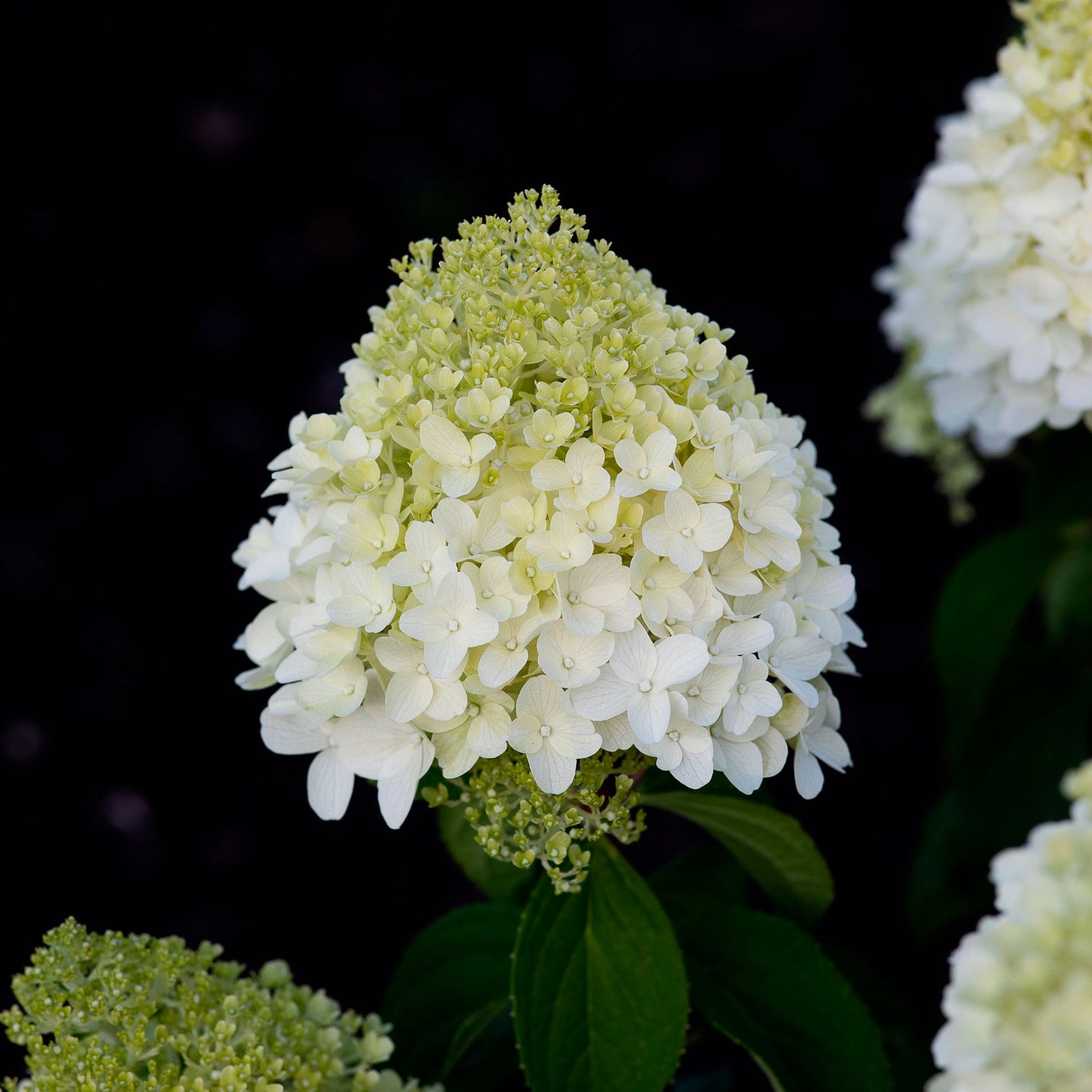 Buy Ornamental Shrubs Now Panicle Hydrangea Living Sugar Rush White