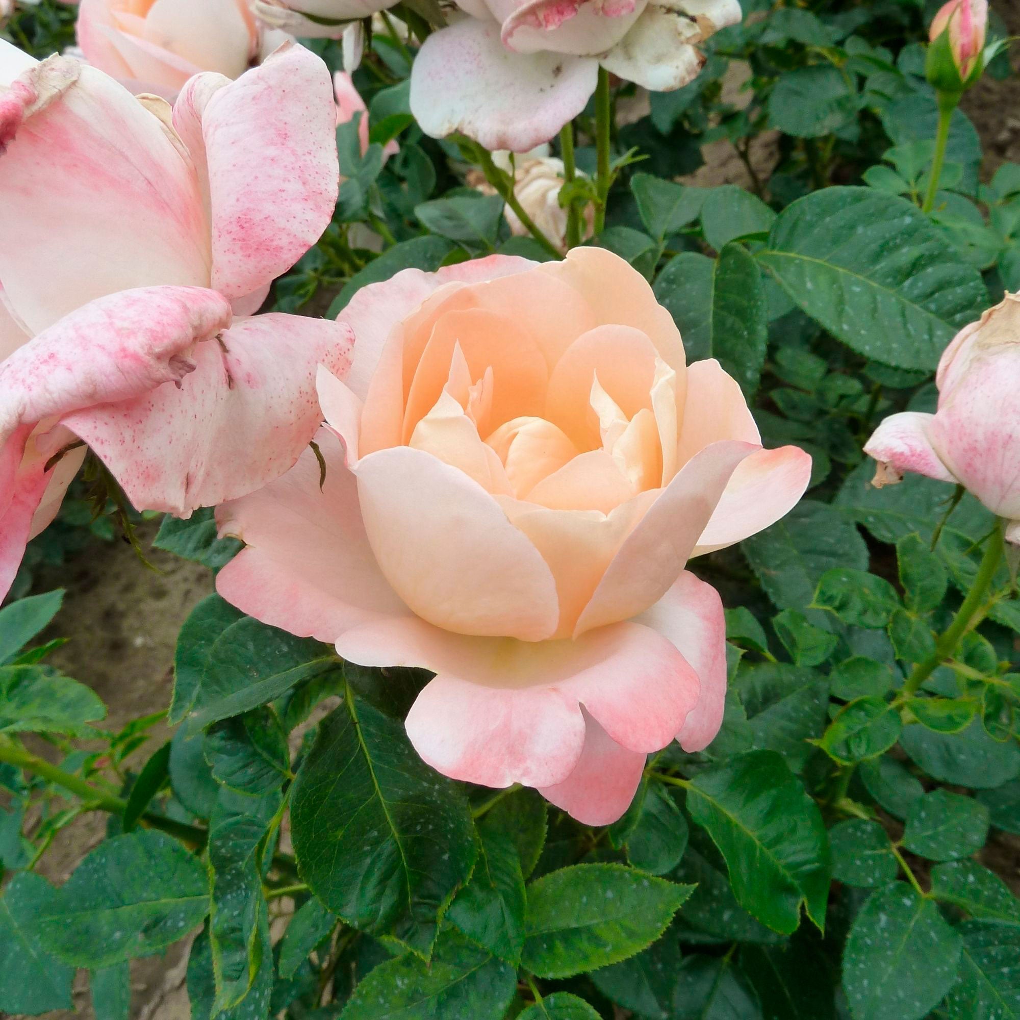 Buy 3x large-flowered rose Rosa 'Isabelle Autissier'® Yellow-Pink ...