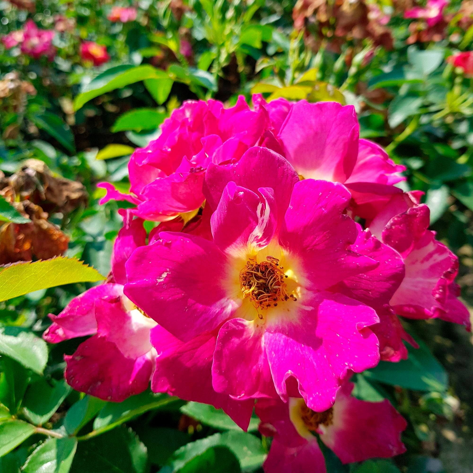 Buy 3x roses Roos Rosa 'Weg der Sinne'® Red - Bare rooted - Hardy plant ...