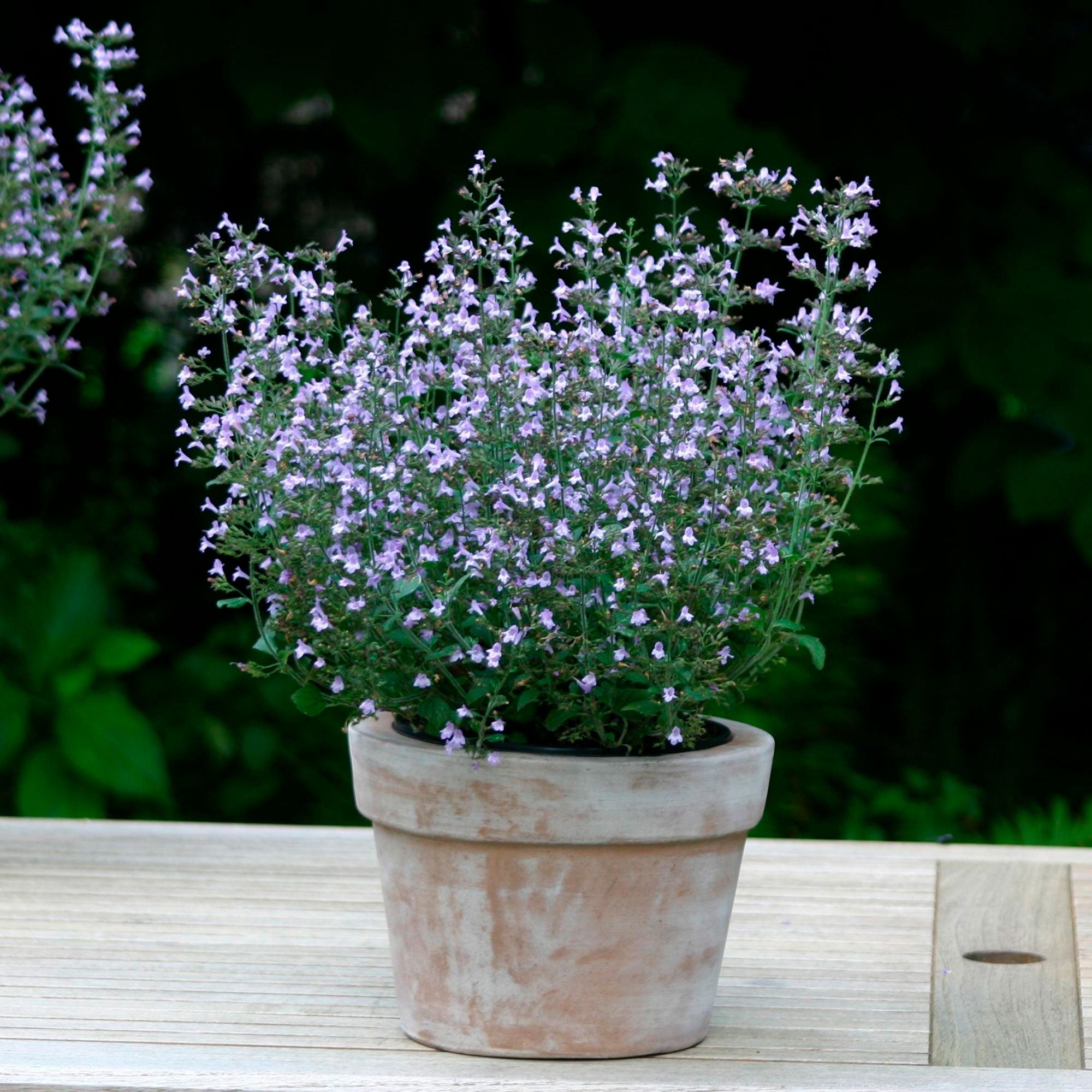 Buy hardy perennial Lesser Calamint Calamintha 'Marvelette Blue' Blue ...