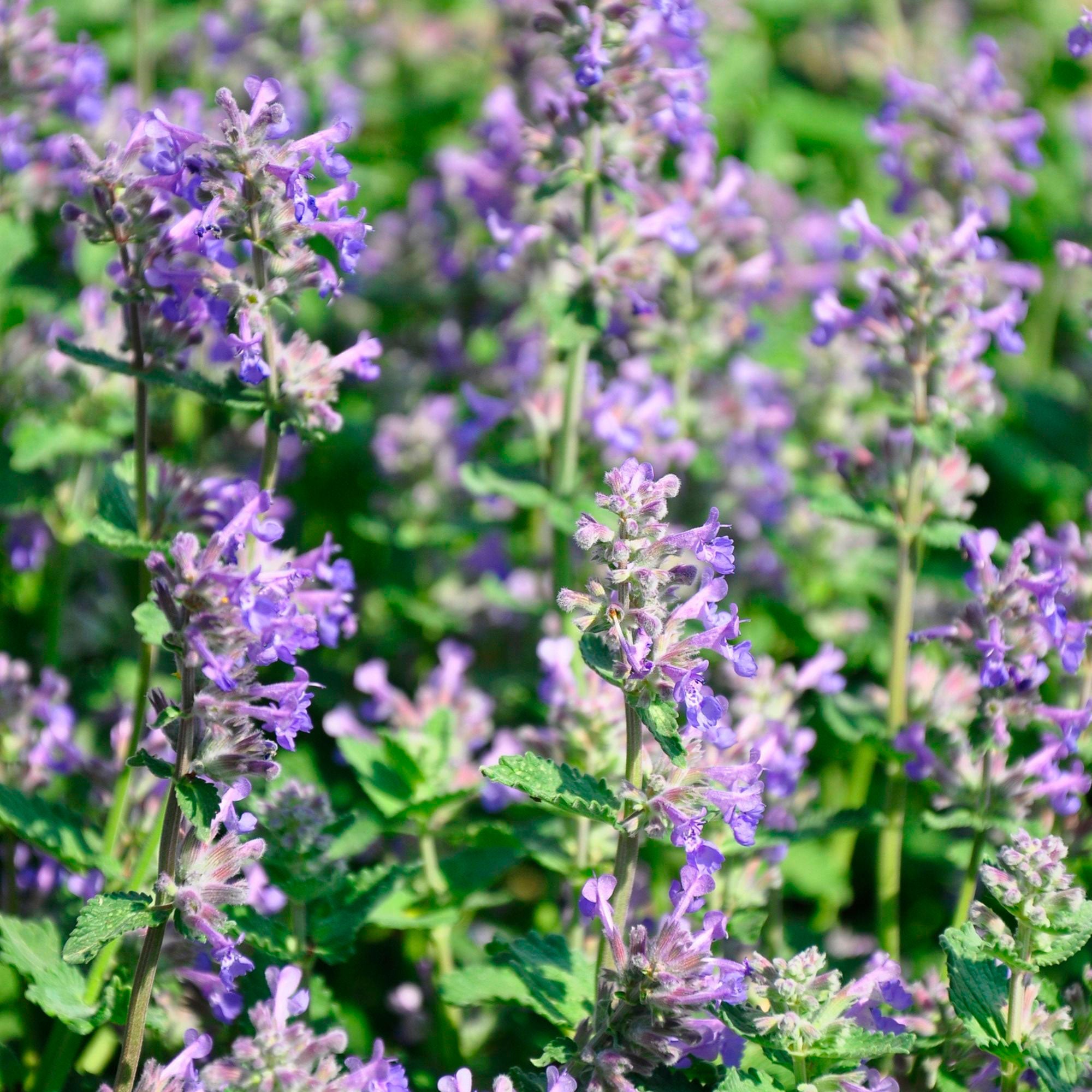 Buy hardy perennial Lesser Calamint Calamintha 'Marvelette Blue' Blue ...