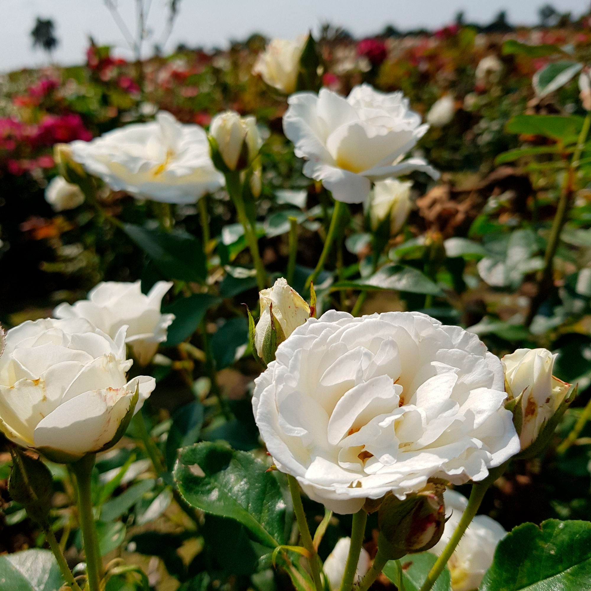 Buy Spray rose Rosa 'Kristal'® White - Bare rooted - Hardy plant ...