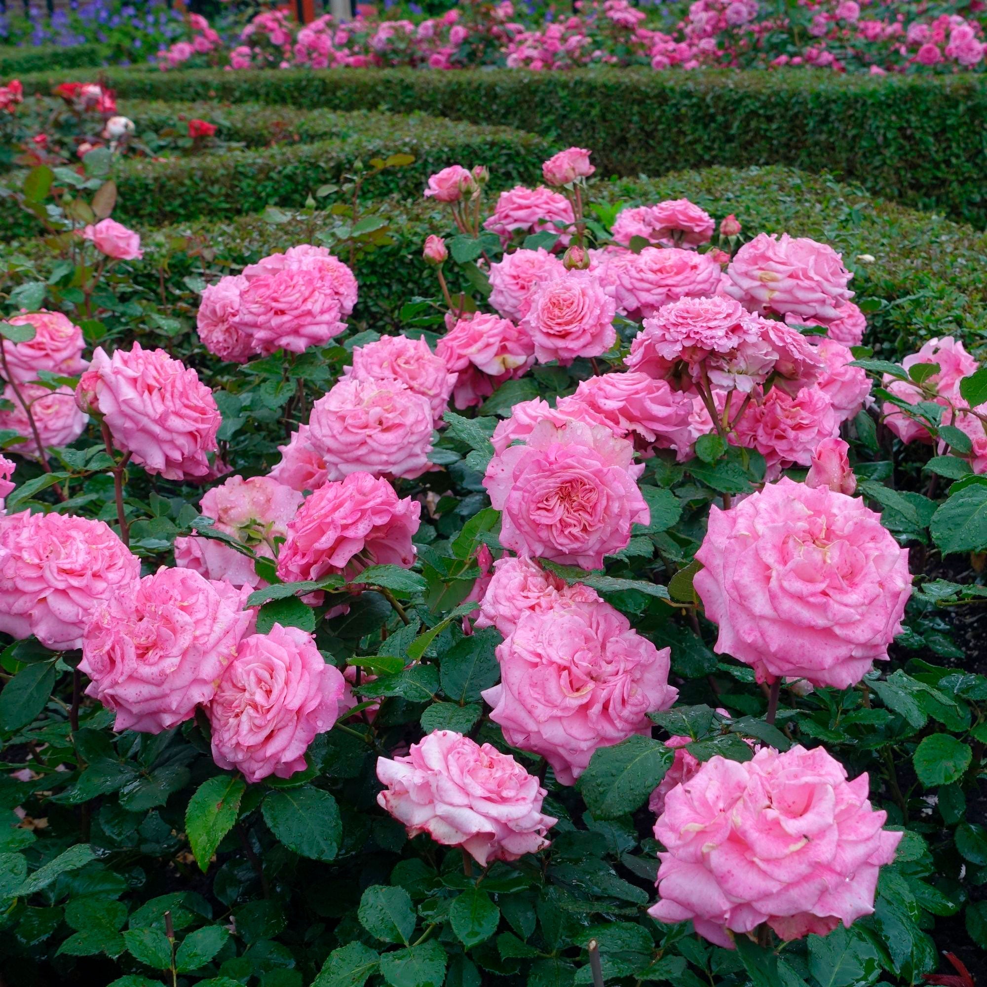 Buy Large-flowered rose Rosa 'Romina'® Pink - Bare rooted - Hardy plant ...