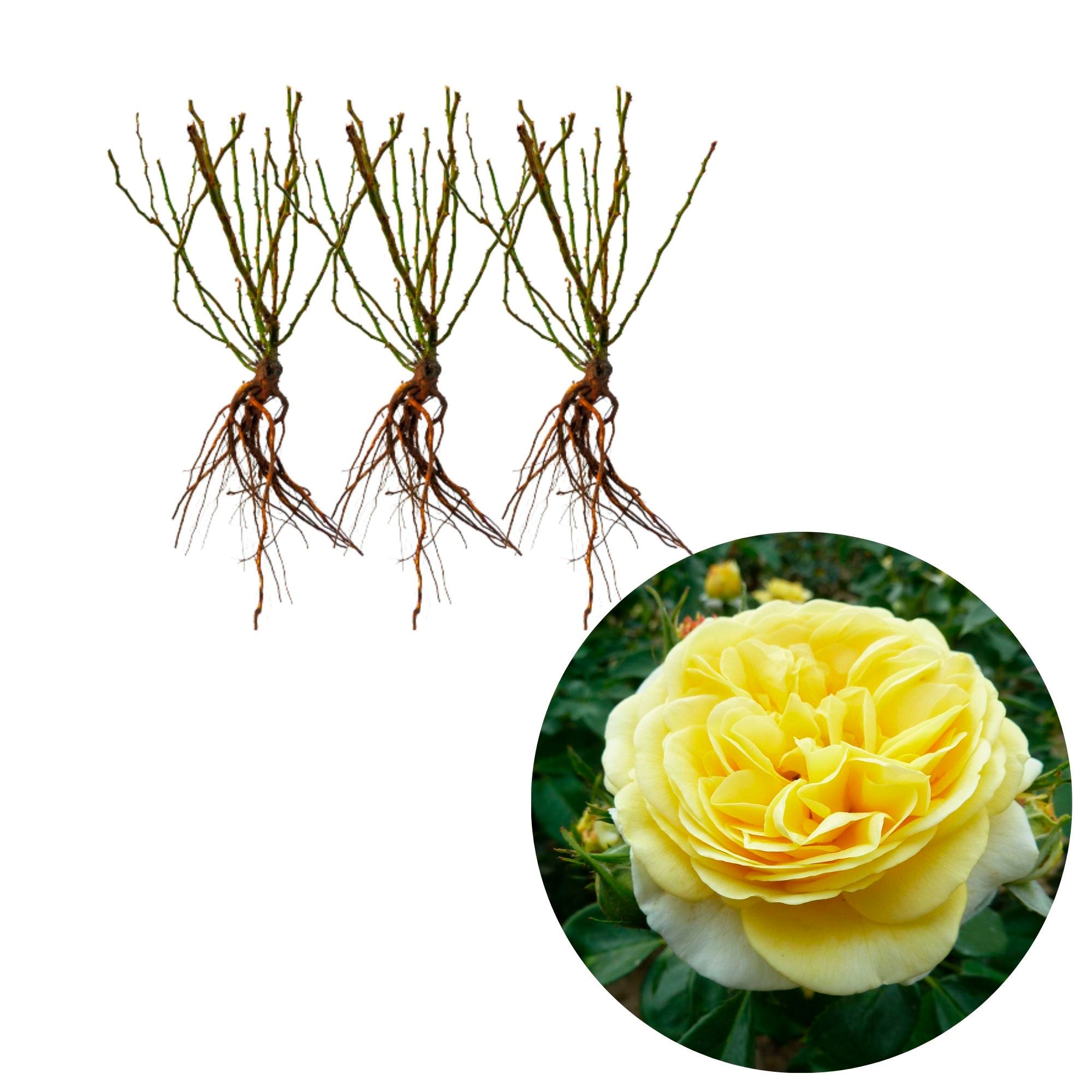 Buy Spray rose Rosa 'Inka'® Yellow - Bare rooted - Hardy plant | Bakker.com