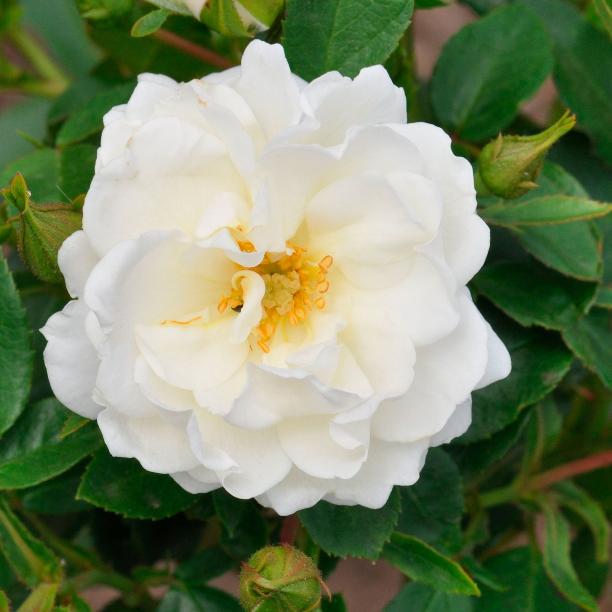 Buy Rose Rosa 'Crystal Mella'® White - Hardy plant | Bakker.com