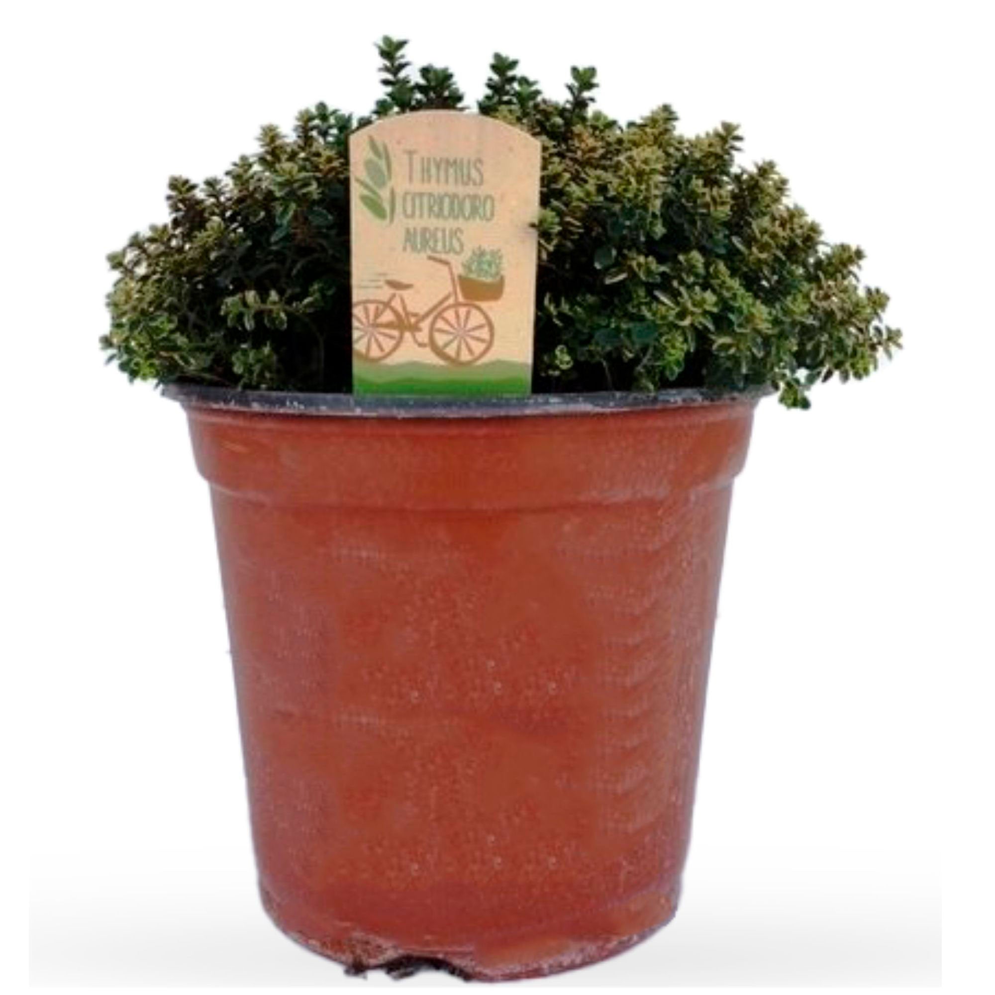 Buy hardy perennial Thymus faustini Green-Yellow - Hardy plant | Bakker.com