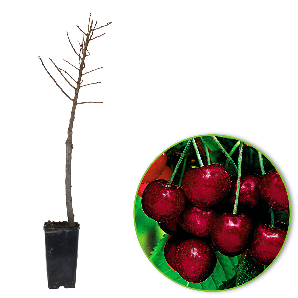 Buy Potted Patio Cherry Tree - Hardy plant | Bakker.com