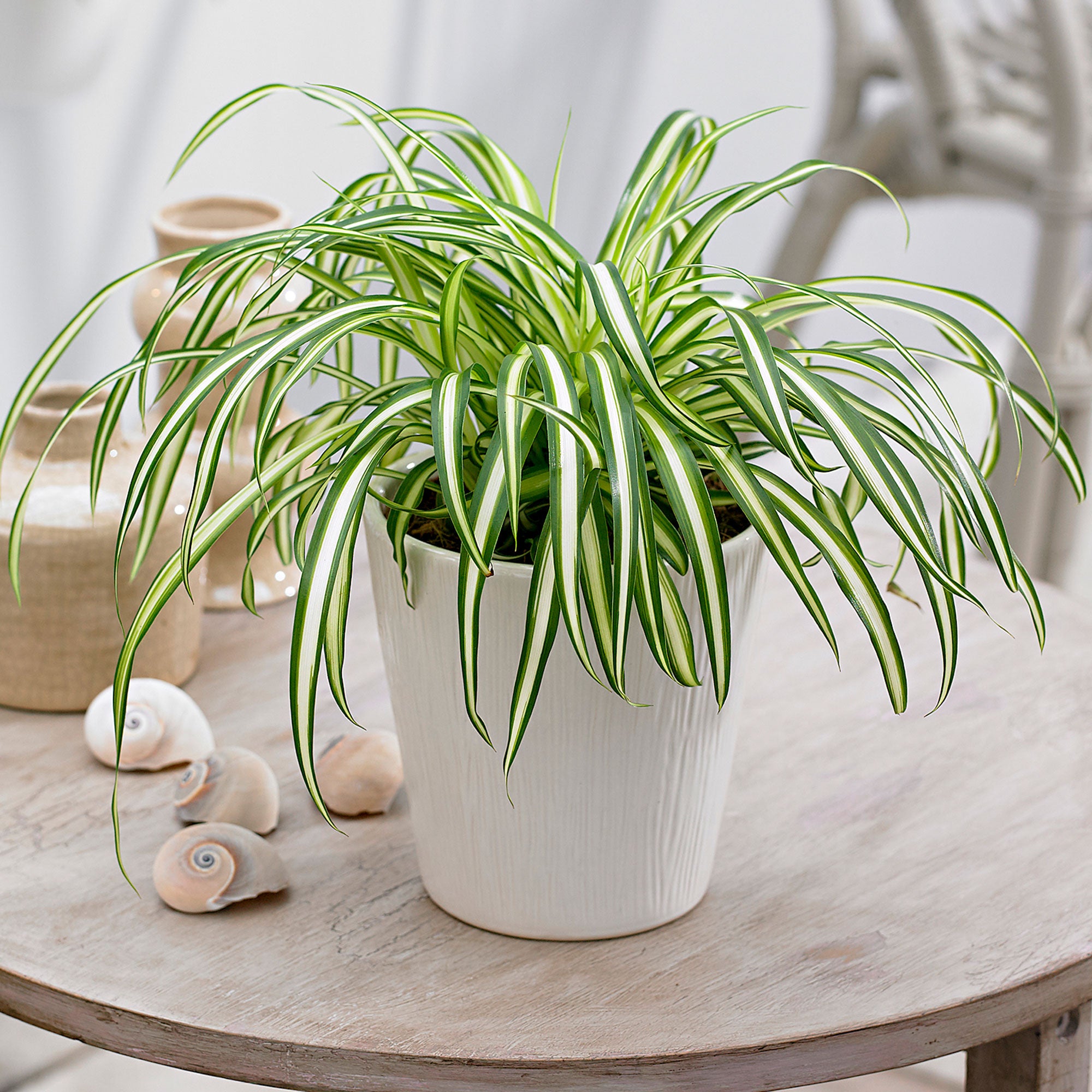 Atlantic Plants