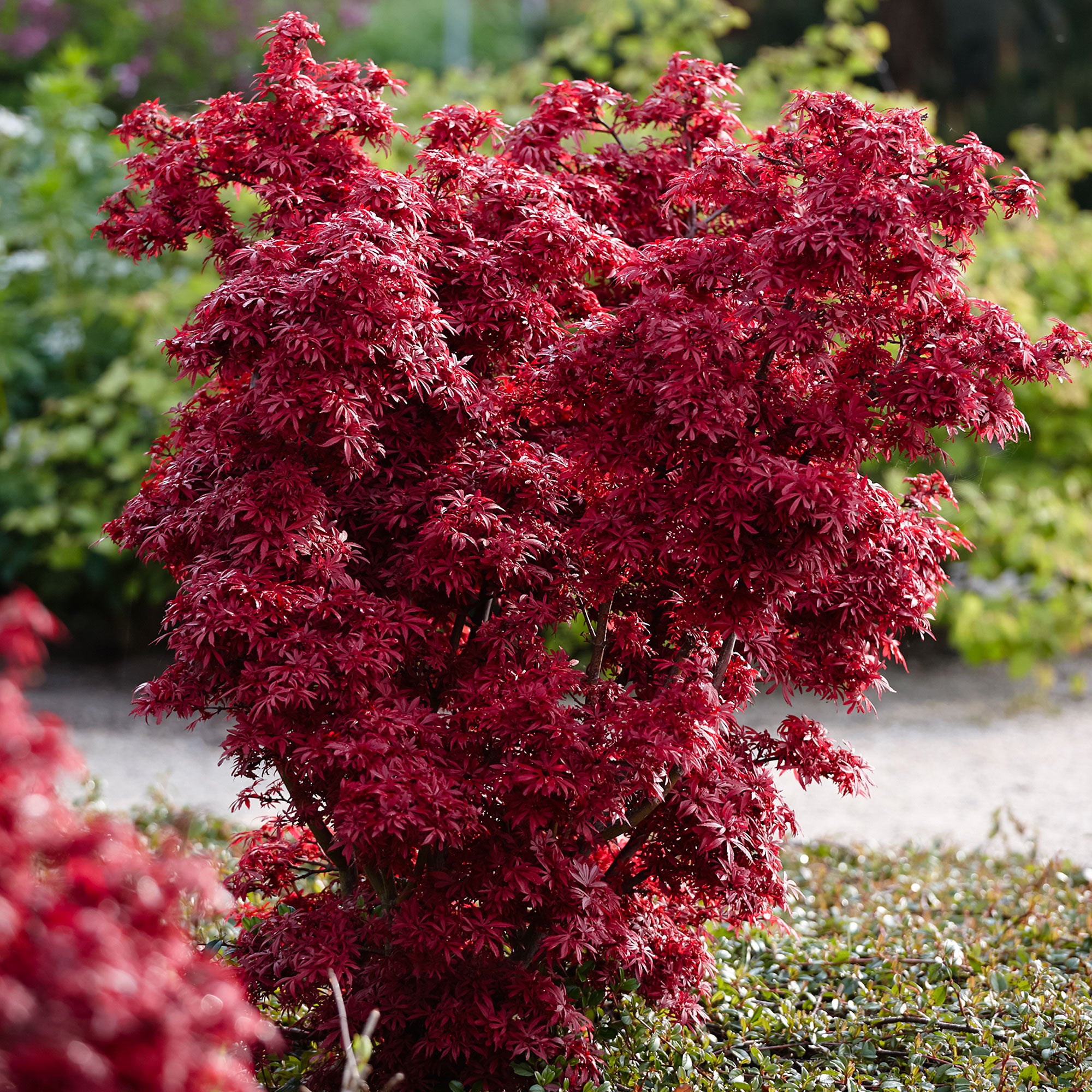 Buy ornamental shrubs now Japanese maple Acer palmatum 'Shaina' red ...