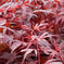 Buy ornamental shrubs now Japanese maple Acer palmatum 'Shaina' red ...