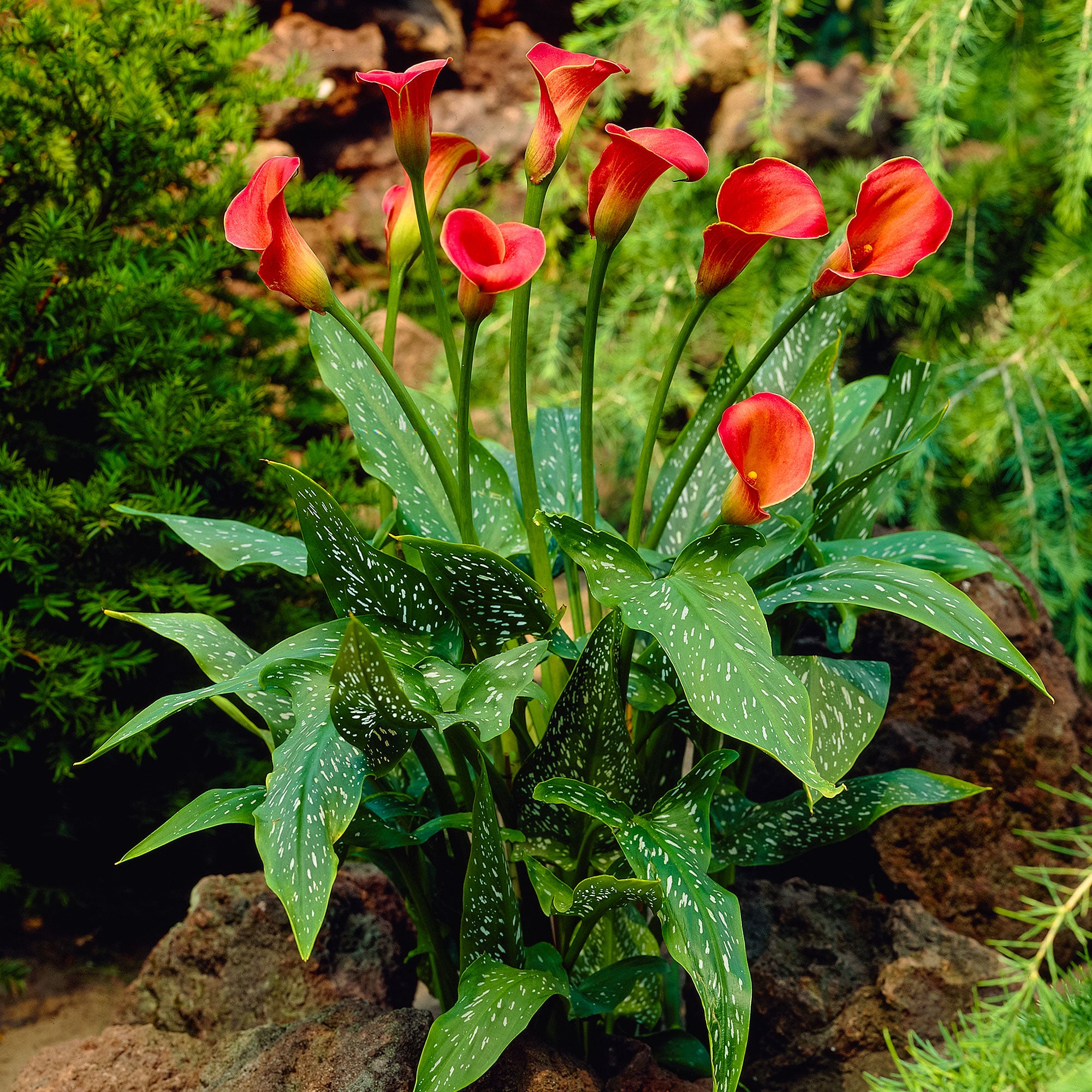 Buy pond plants now 2x Arum lily 'Red Alert' red | Bakker.com