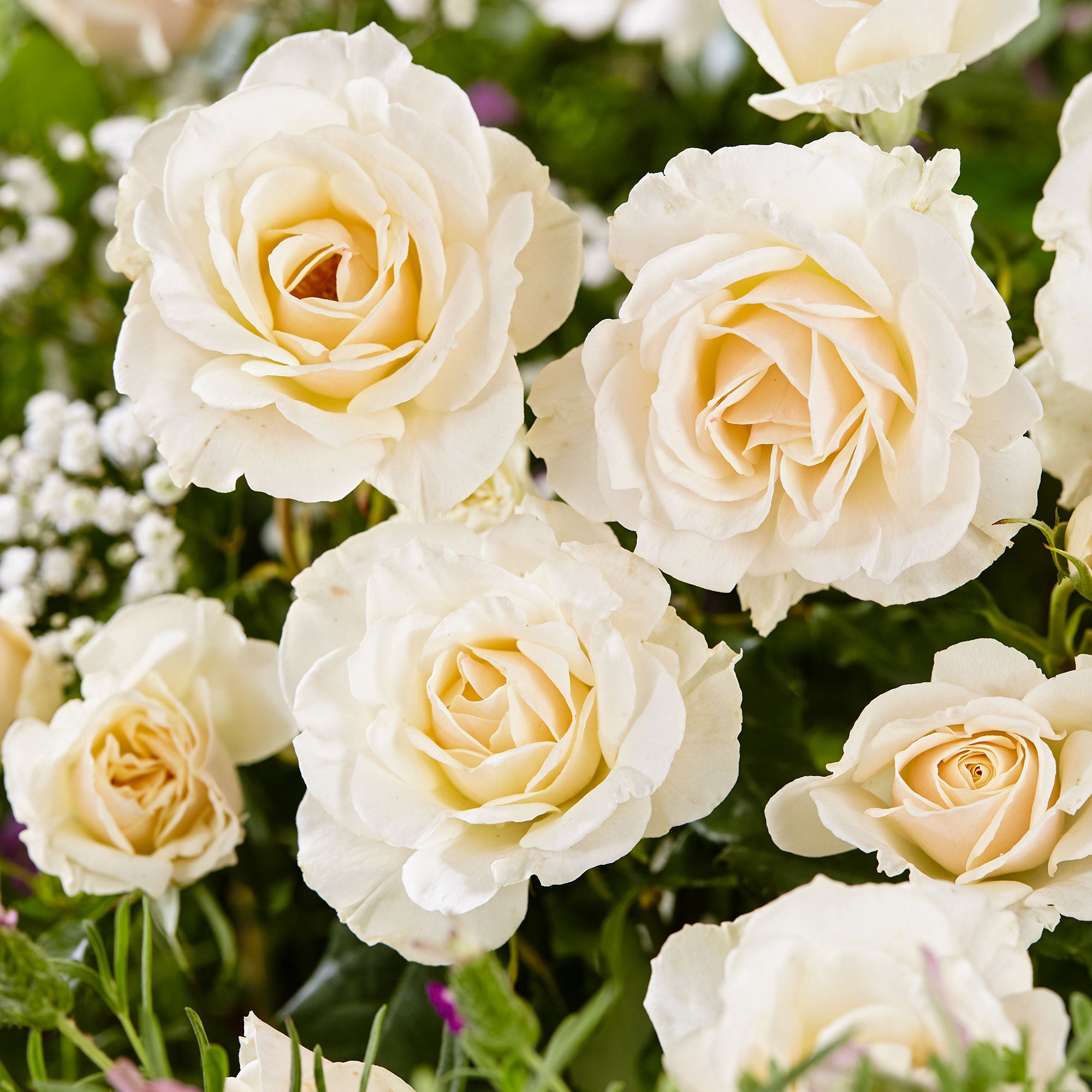 Buy Large-flowered rose Rosa 'True Love'® White - Bare rooted - Hardy ...