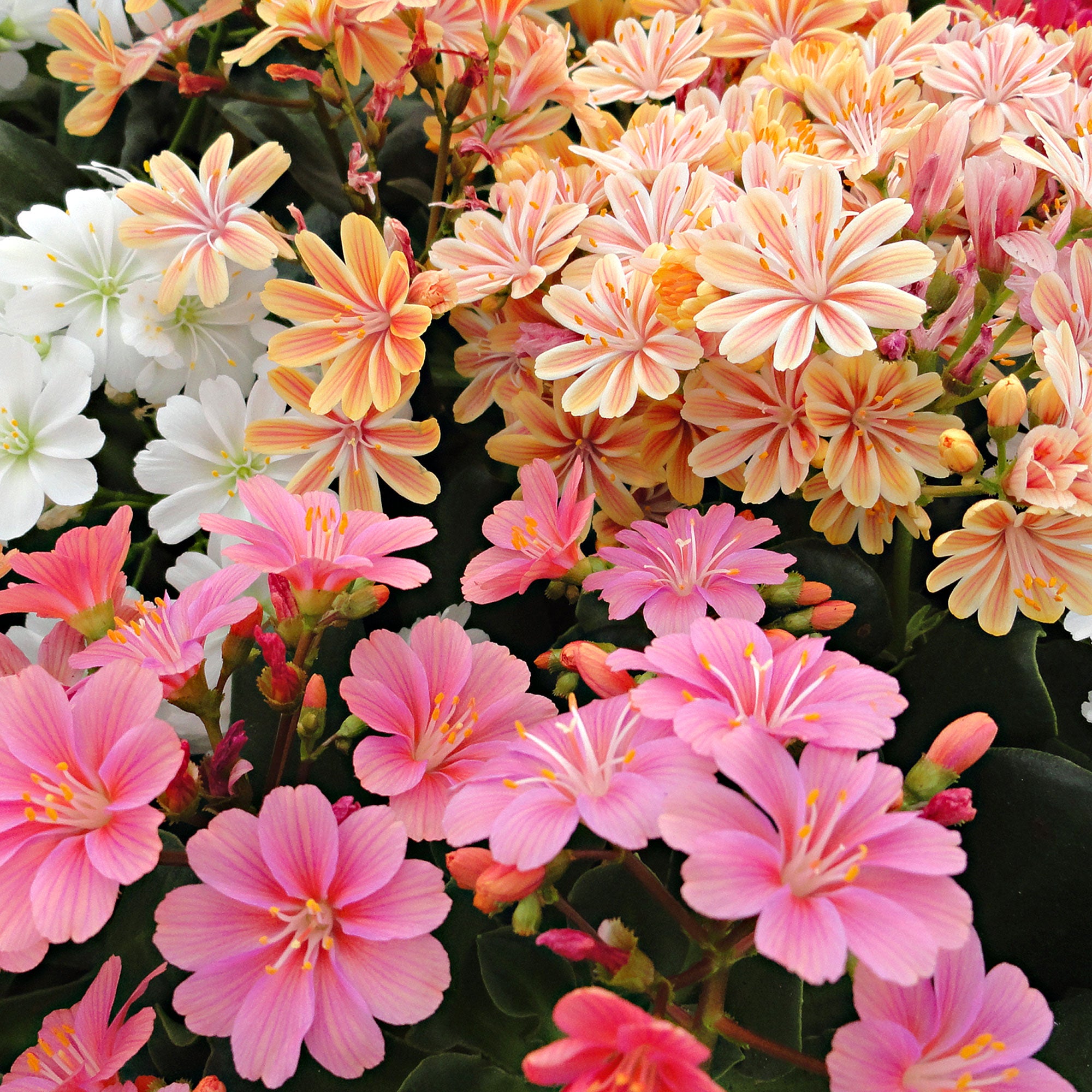 Buy flower seed now Lewisia 'Elise' Mix | Bakker.com