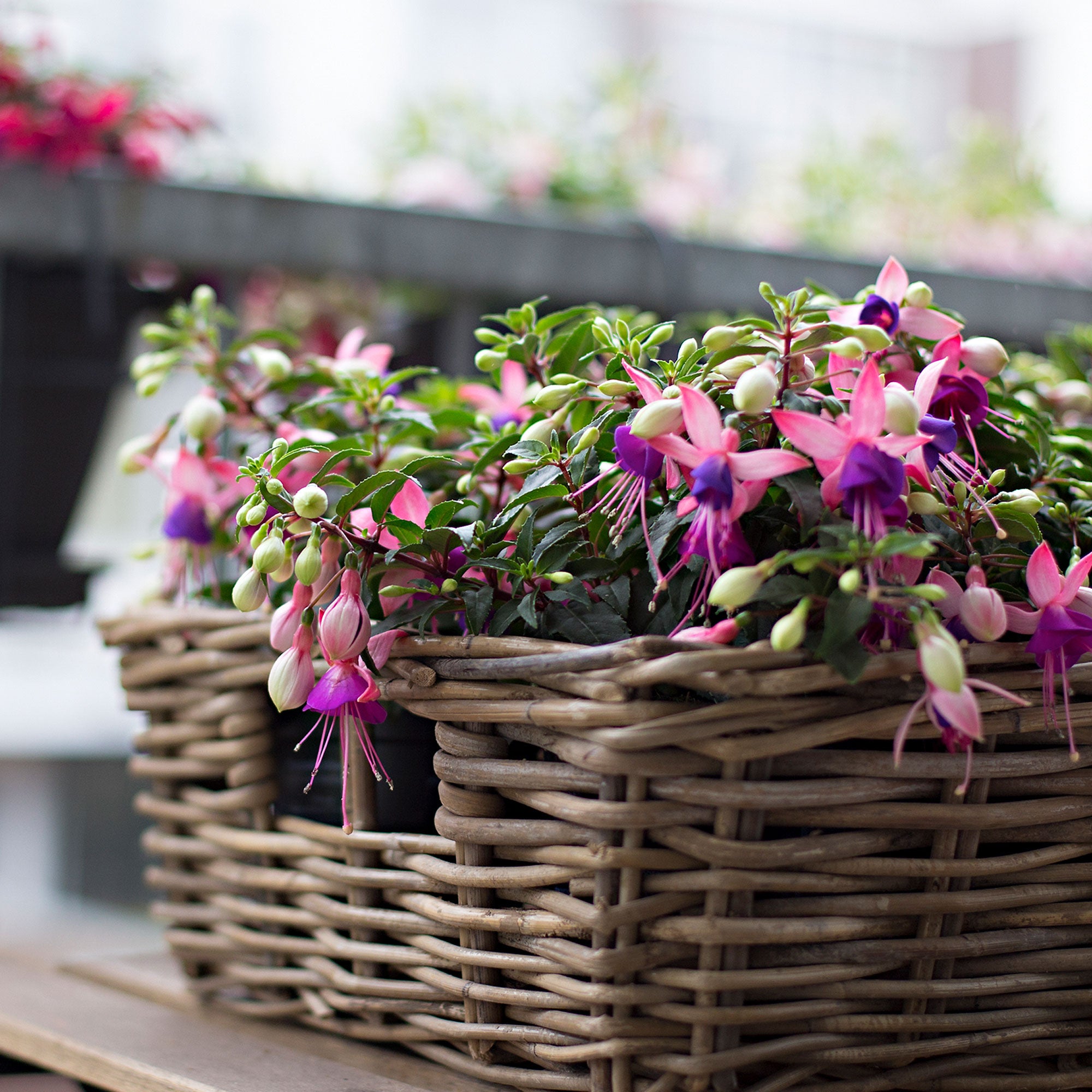 Buy bedding plants now 3x Fuchsia 'Mariska' purple-pink | Bakker.com