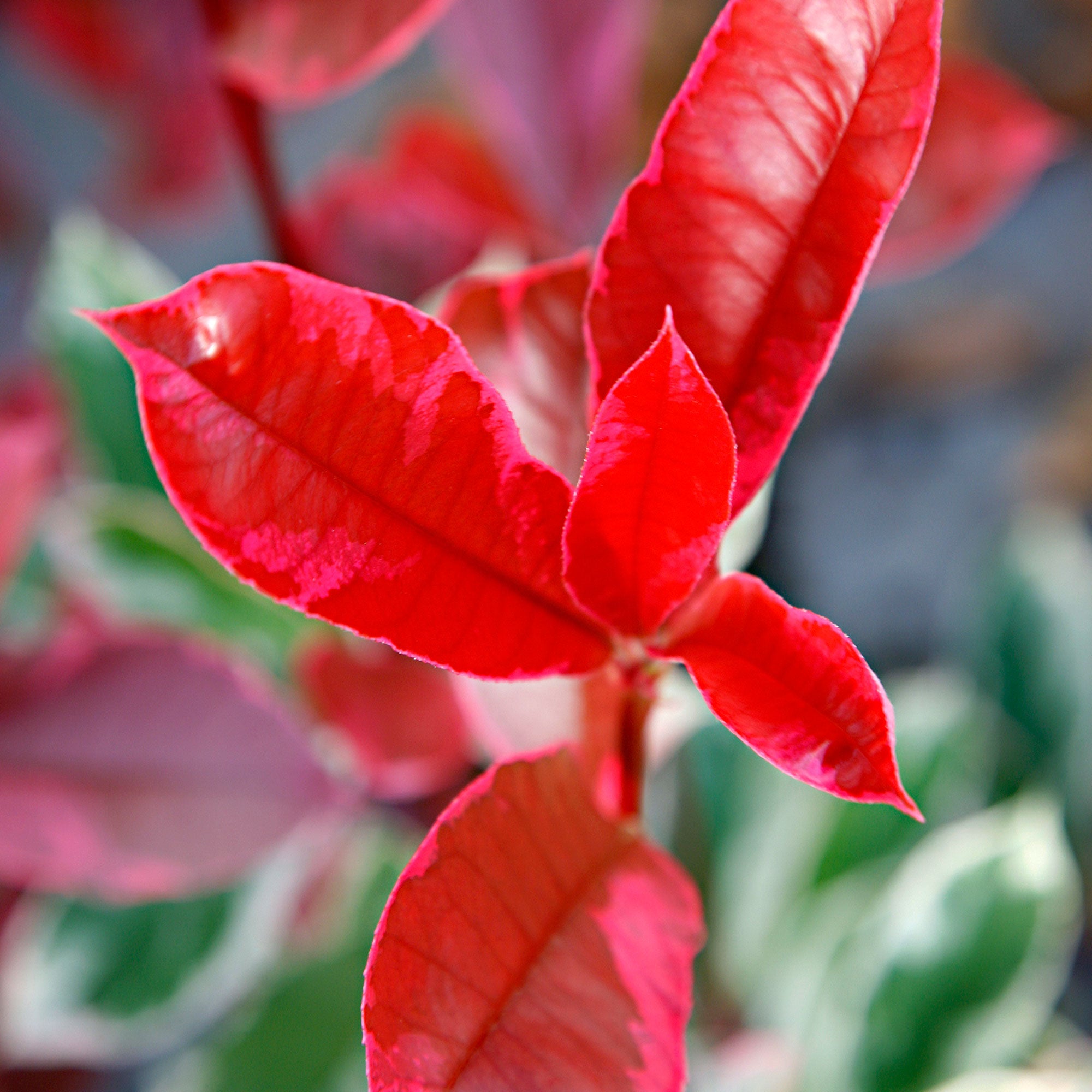 Buy ornamental shrubs now Photinia 'Pink Marble' pink - Hardy plant ...