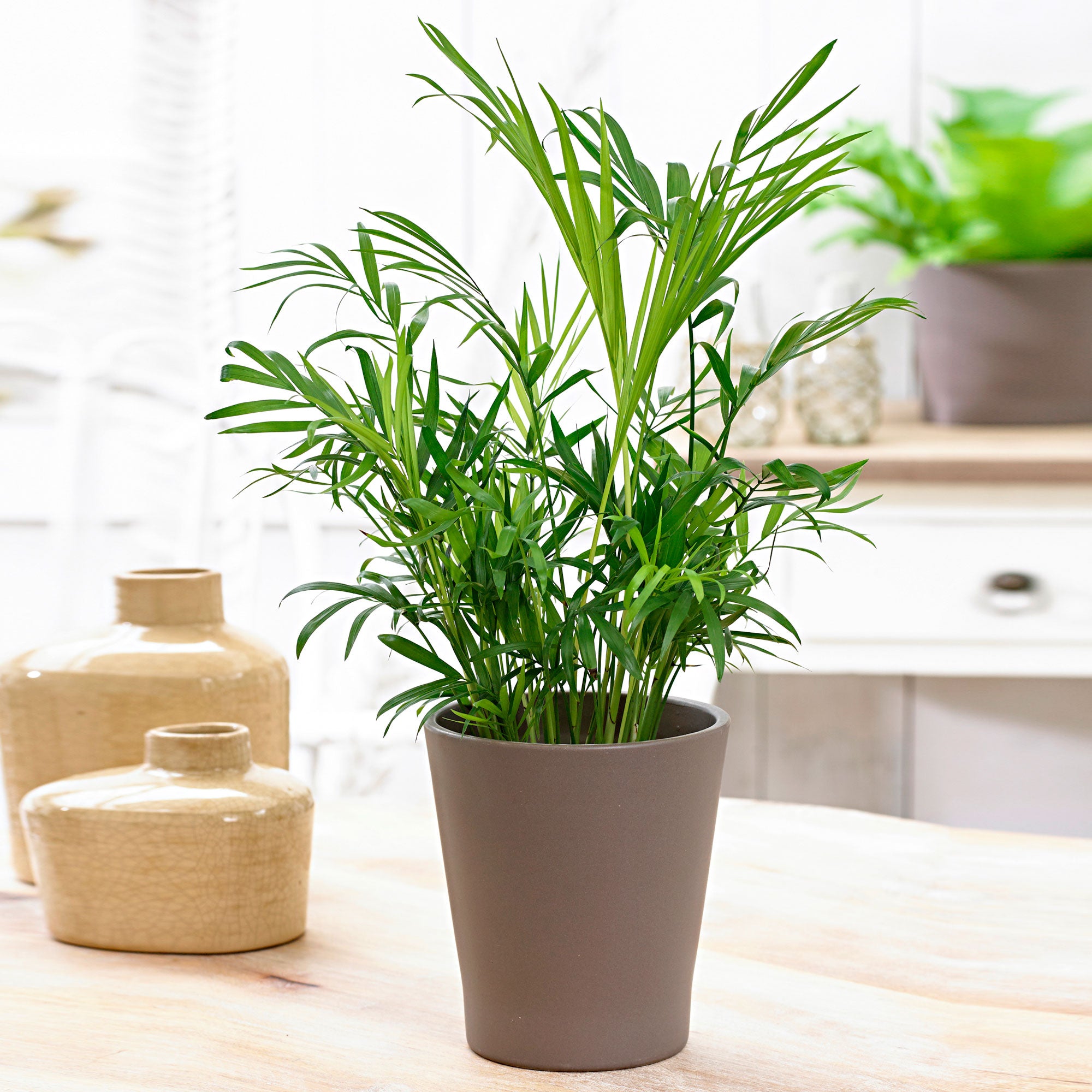 Buy house plants now Mexican Dwarf Palm Chamaedorea elegans | Bakker.com
