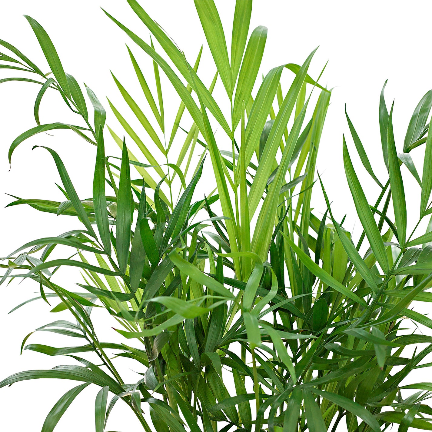 Buy house plants now Mexican Dwarf Palm Chamaedorea elegans | Bakker.com