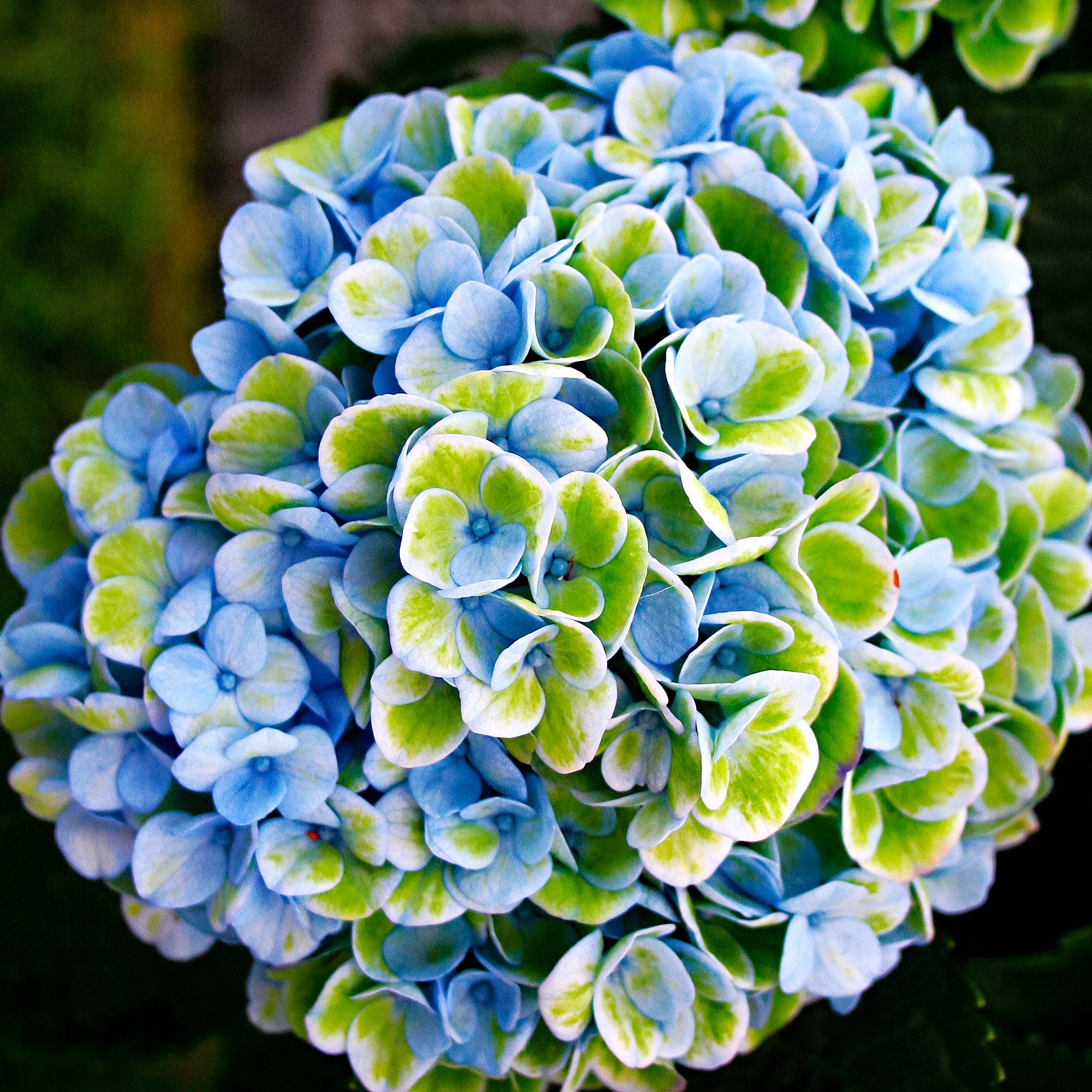 Bigleaf hydrangea store