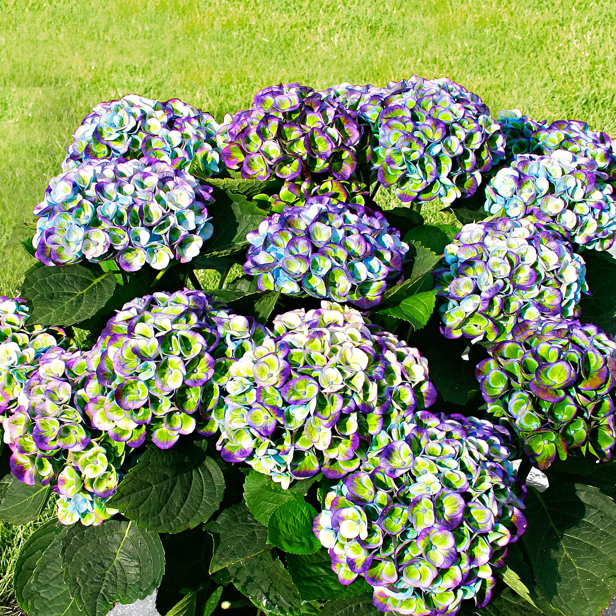 Buy ornamental shrubs now Bigleaf hydrangea Hydrangea 'Revolution Blue ...