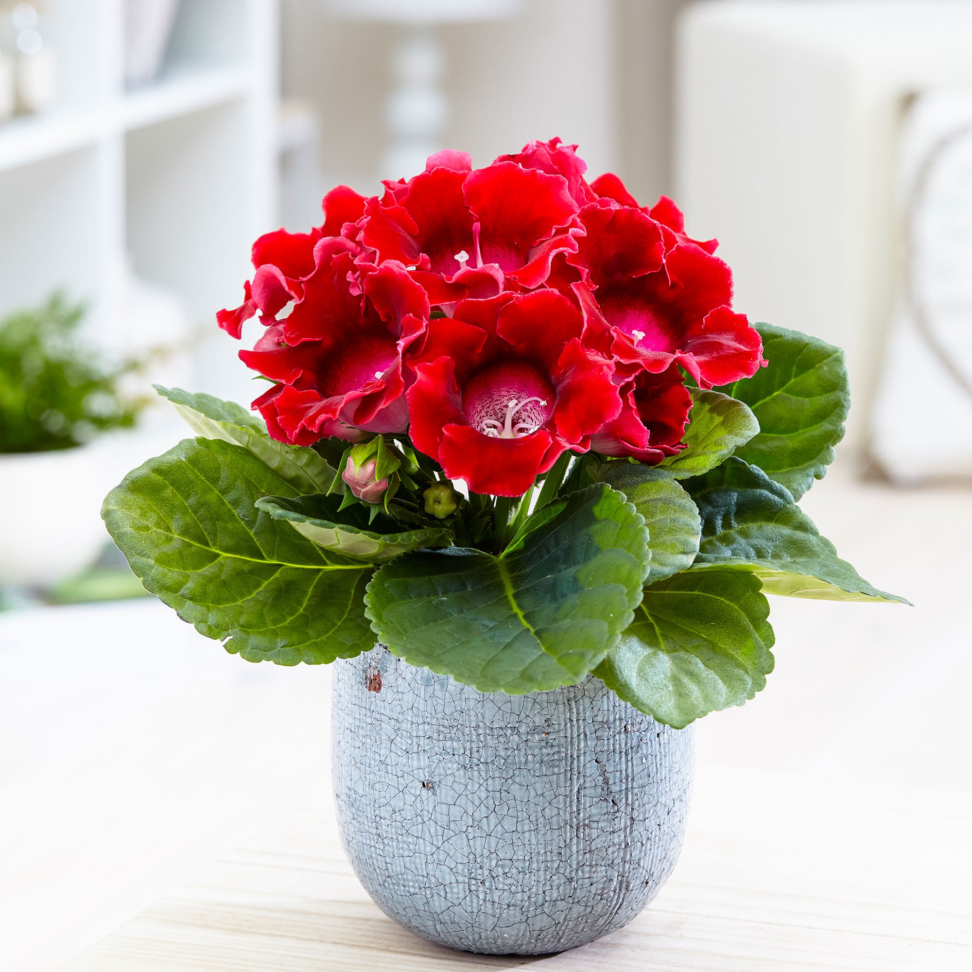 Buy house plants now Puppy Ears Sinningia speciosa Red | Bakker.com