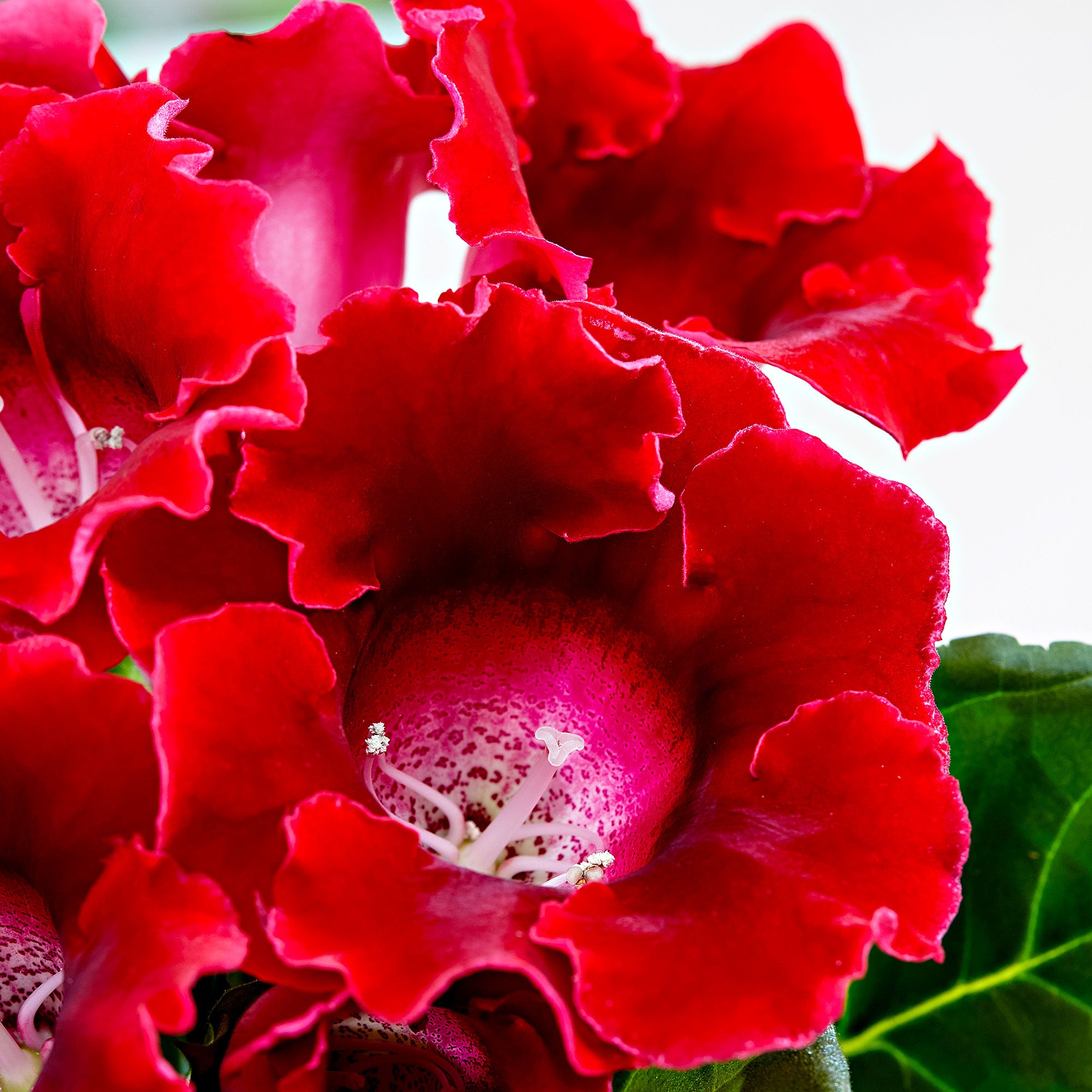 Buy house plants now Puppy Ears Sinningia speciosa Red | Bakker.com