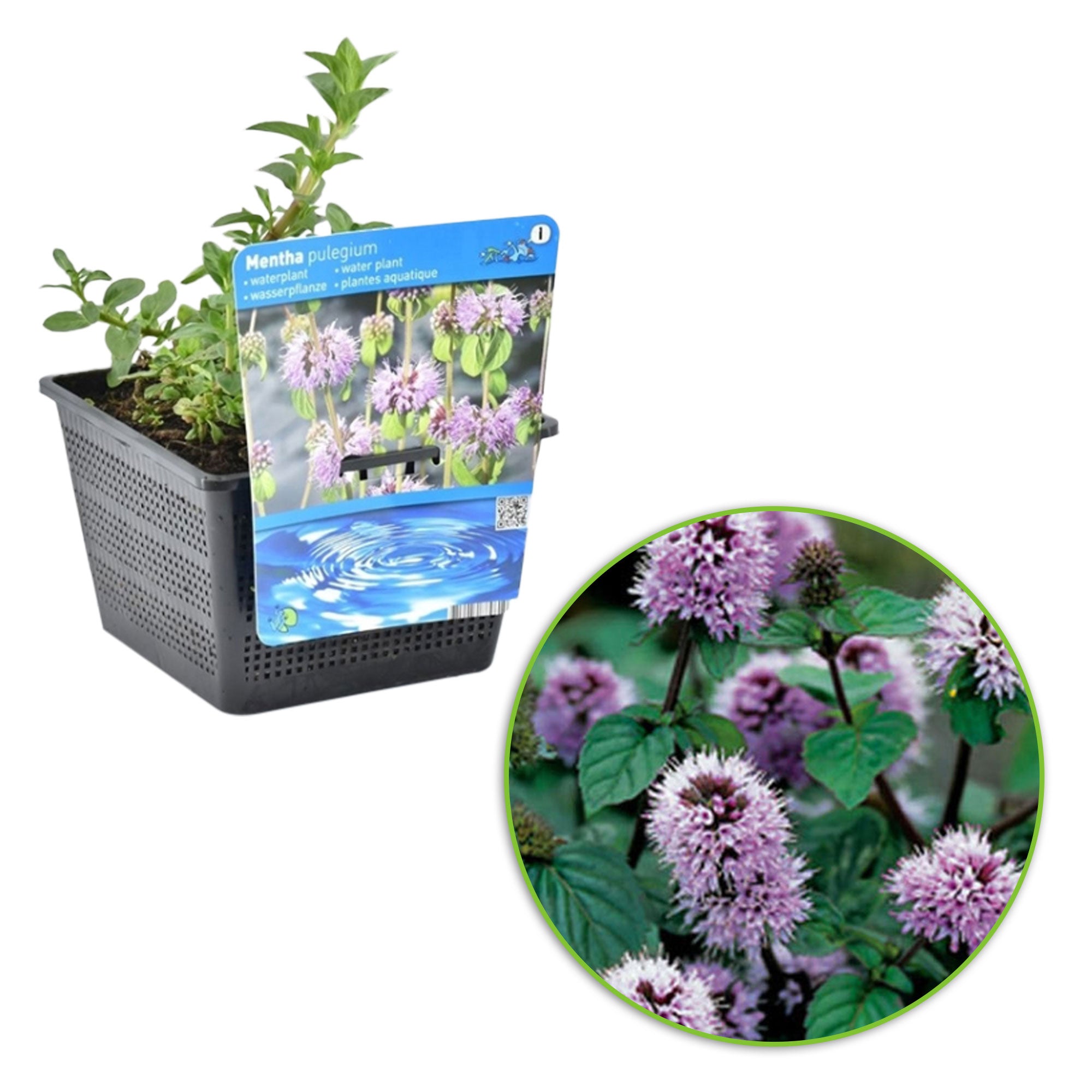 Buy pond plants now Water mint Mentha aquatica purple - Waterside plant ...