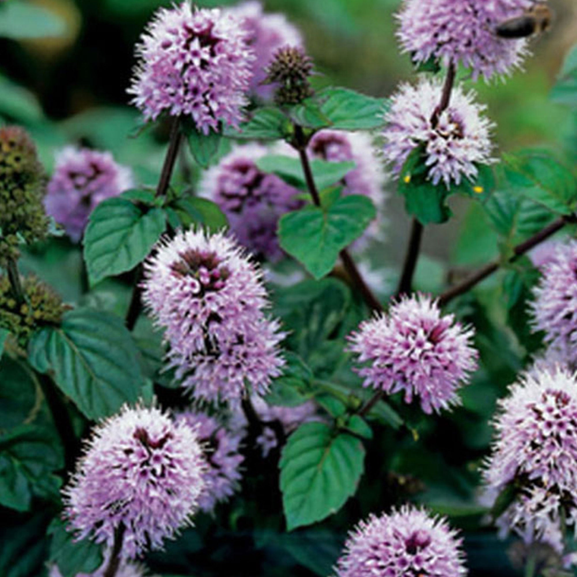 Buy pond plants now Water mint Mentha aquatica purple - Waterside plant ...