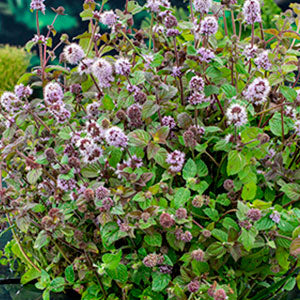 Buy pond plants now Water mint Mentha aquatica purple - Waterside plant ...