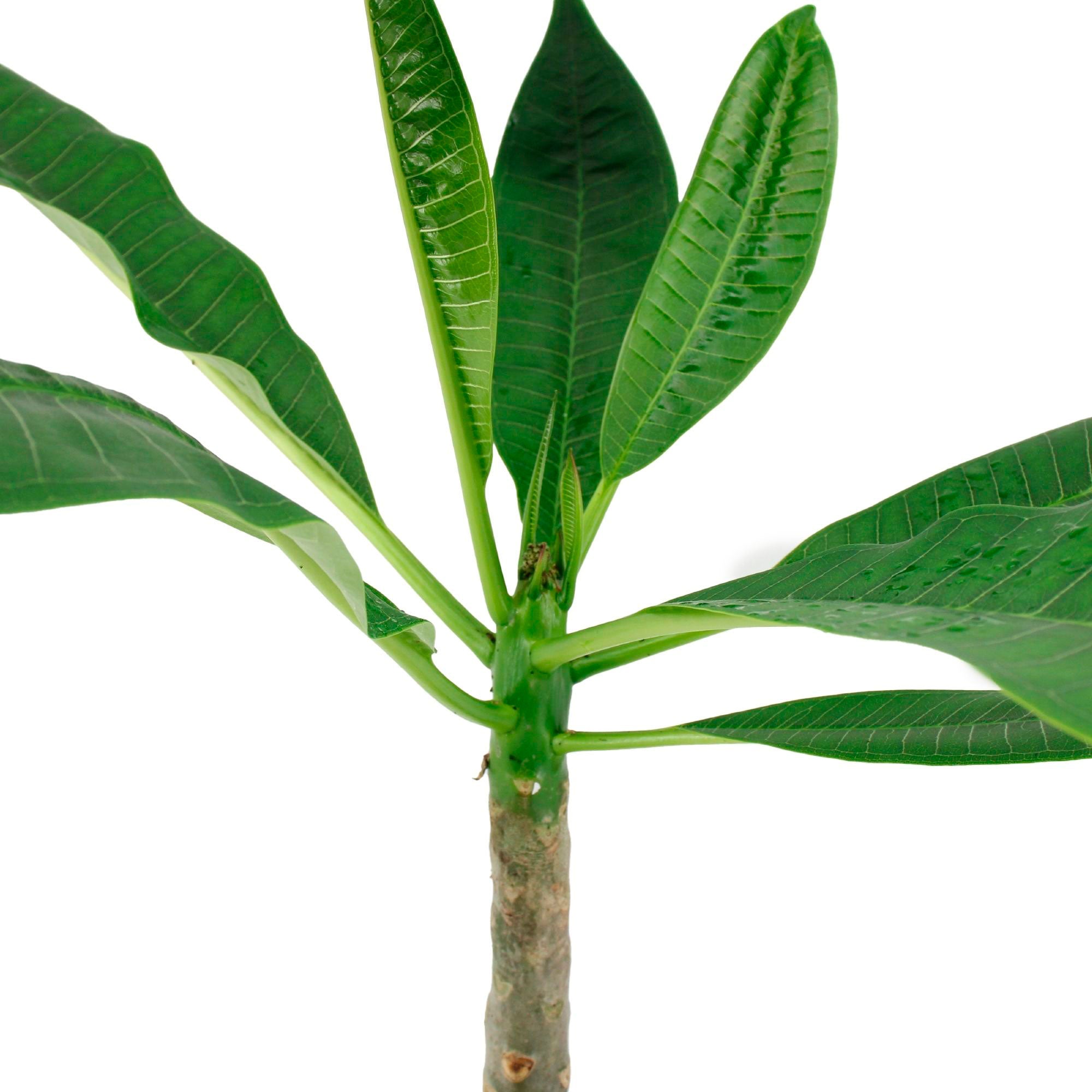 Buy house plants now Temple Tree Frangipani Plumeria rubra Pink ...