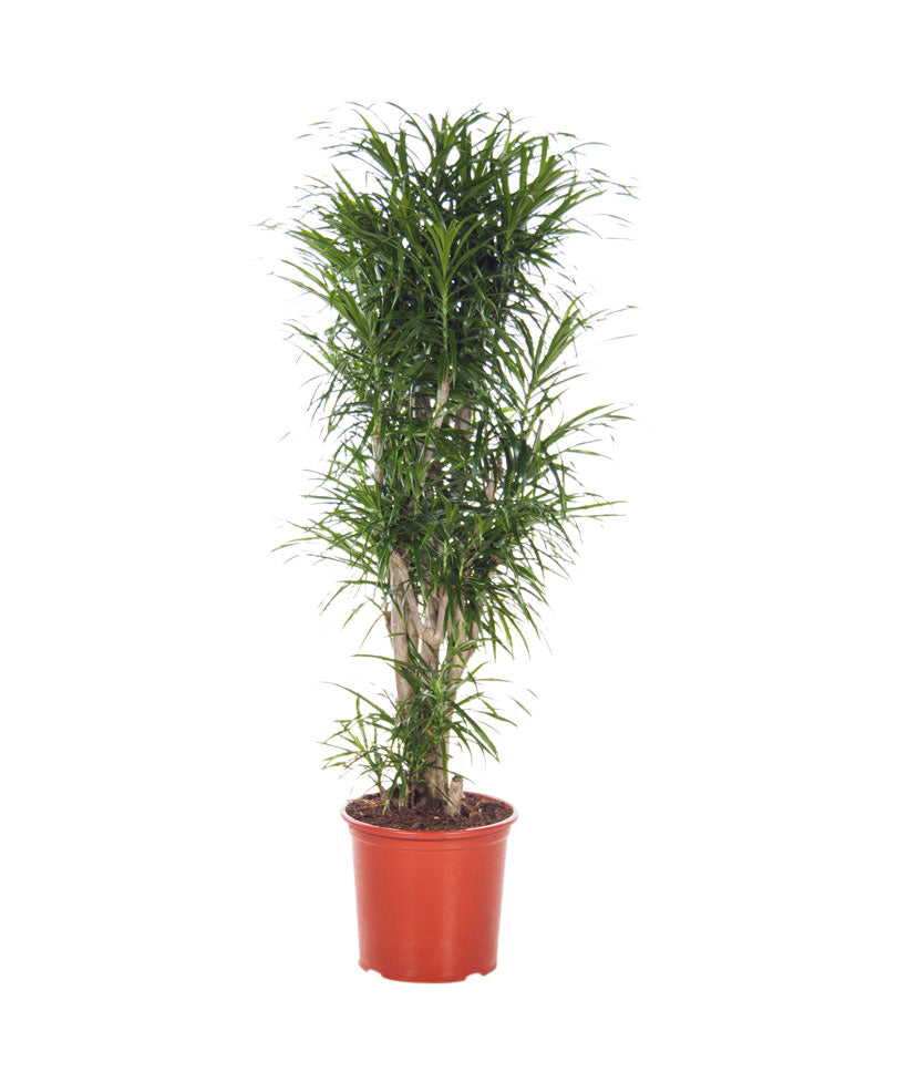 Anita Bush Plant