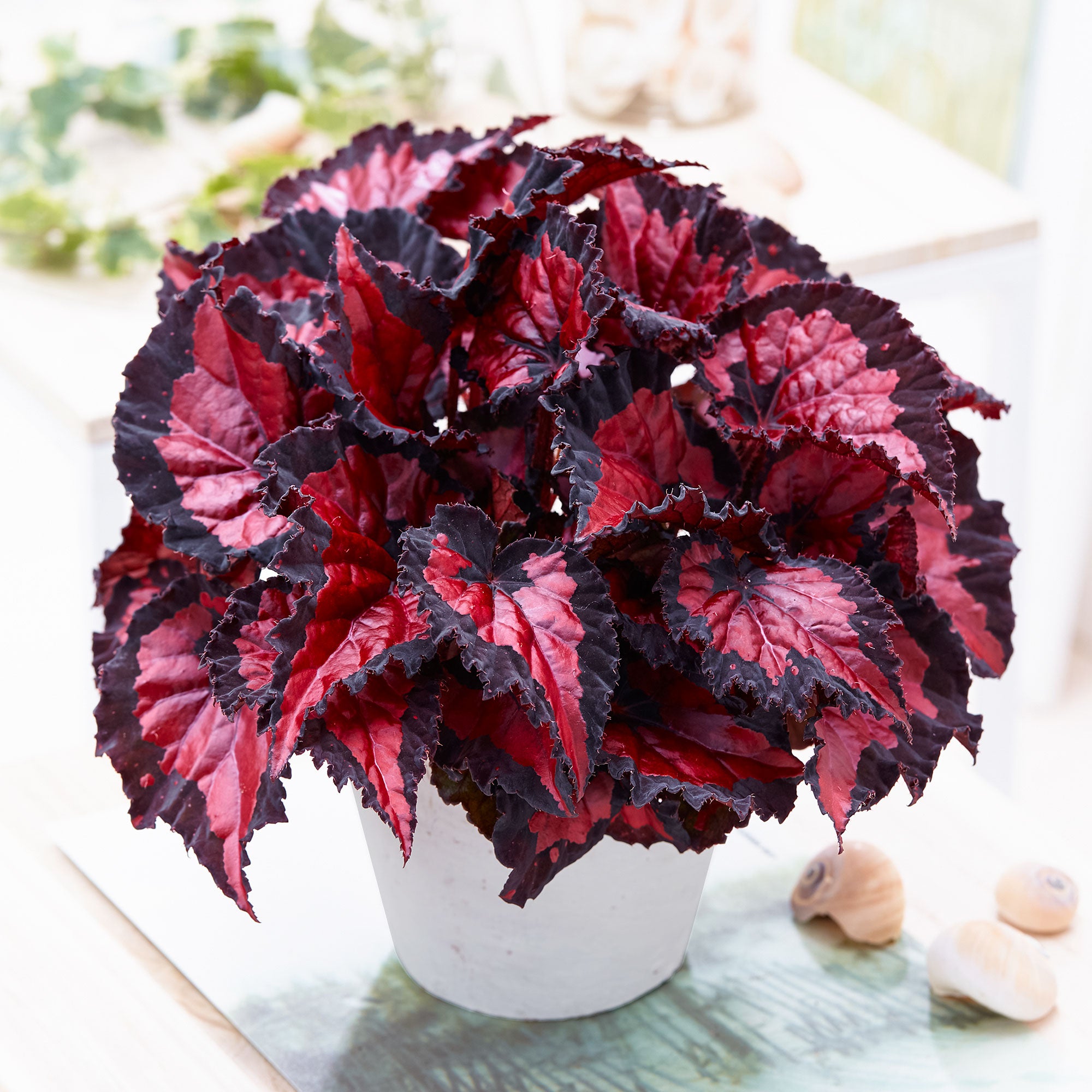 Buy house plants now Painted-leaf Begonia 'Inca Night' | Bakker.com