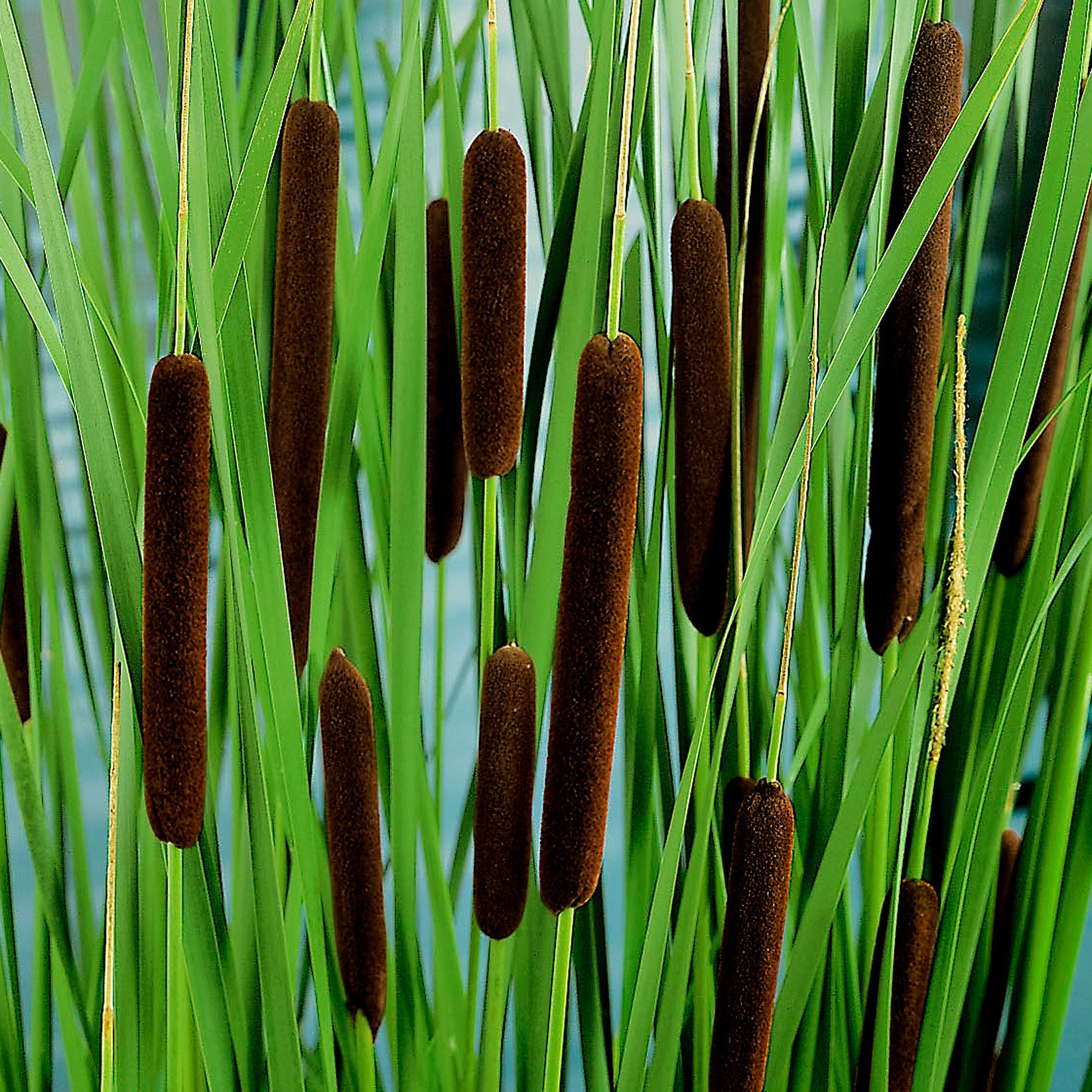 Buy pond plants now Lesser bulrush Typha angustifolia brown - Marsh ...