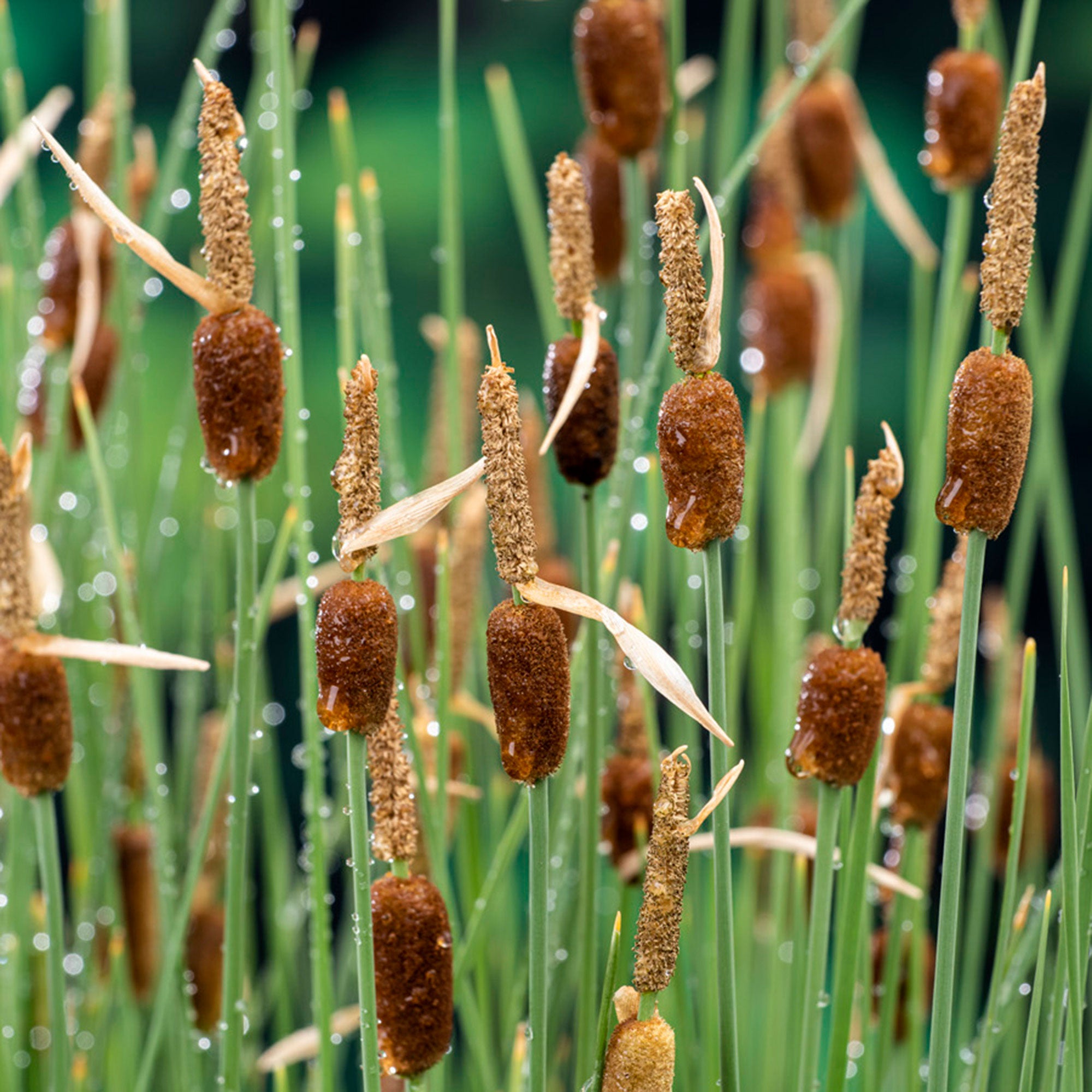 Buy pond plants now Dwarf bulrush Typha minima brown - Marsh plant ...