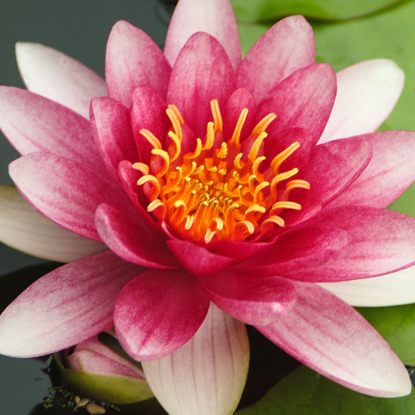 Buy pond plants now Water lily Nymphaea 'Attraction' red | Bakker.com
