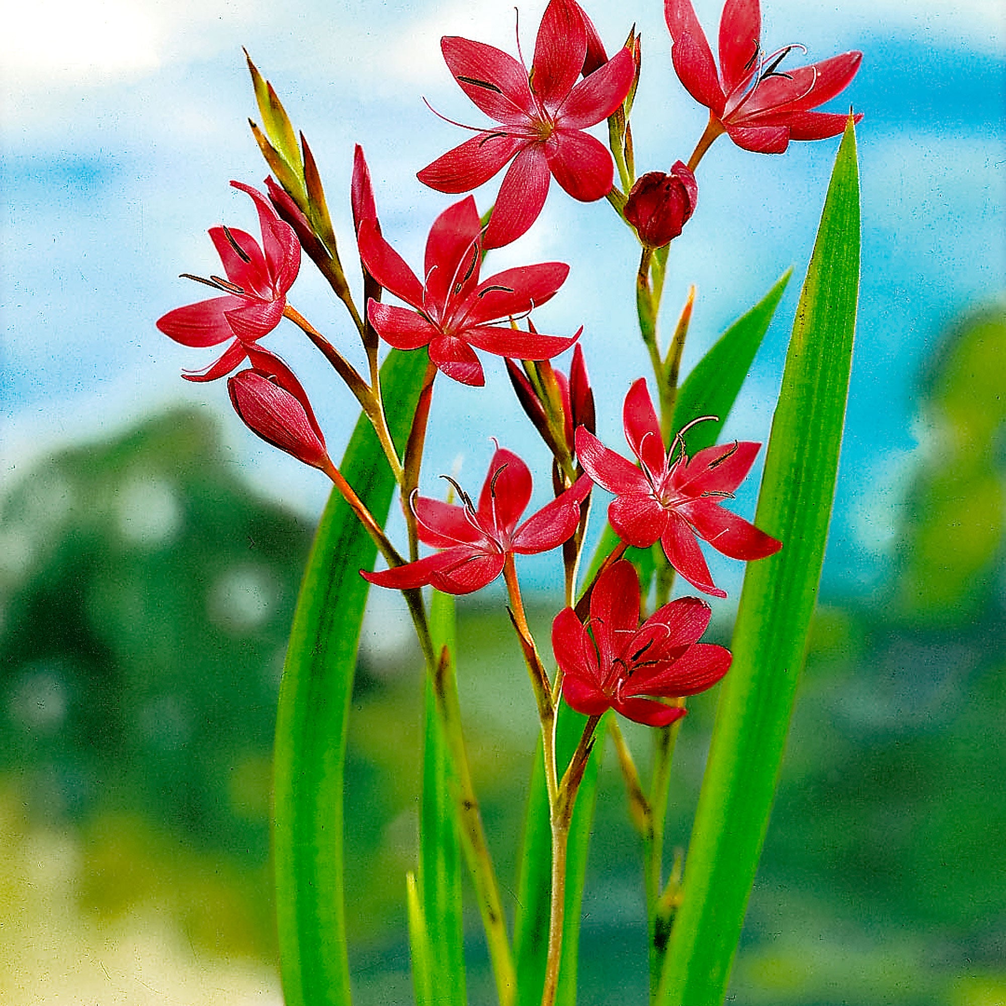 Buy pond plants now Marsh gladiolus Schizostylis 'Major' red - Marsh ...
