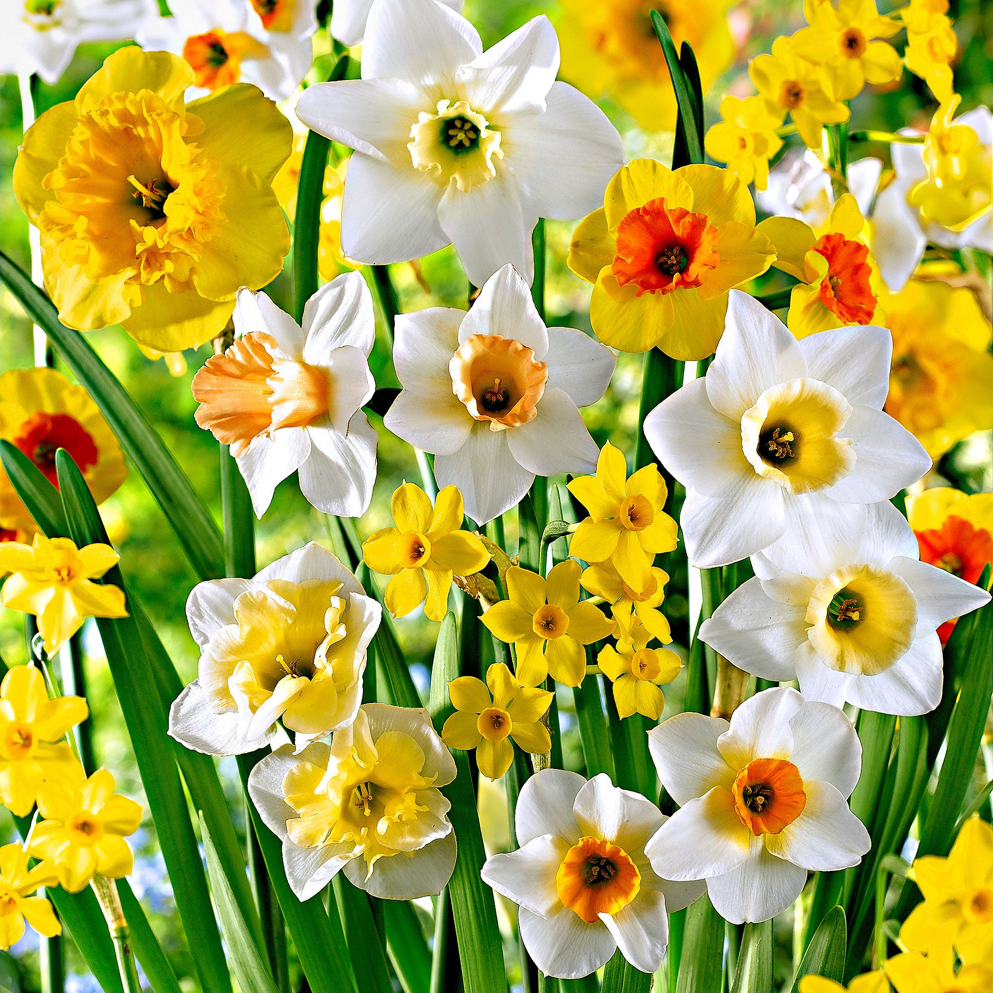 Buy 20x Daffodil Narcissus - Mix 'Beautiful Fragrance' white-orange ...