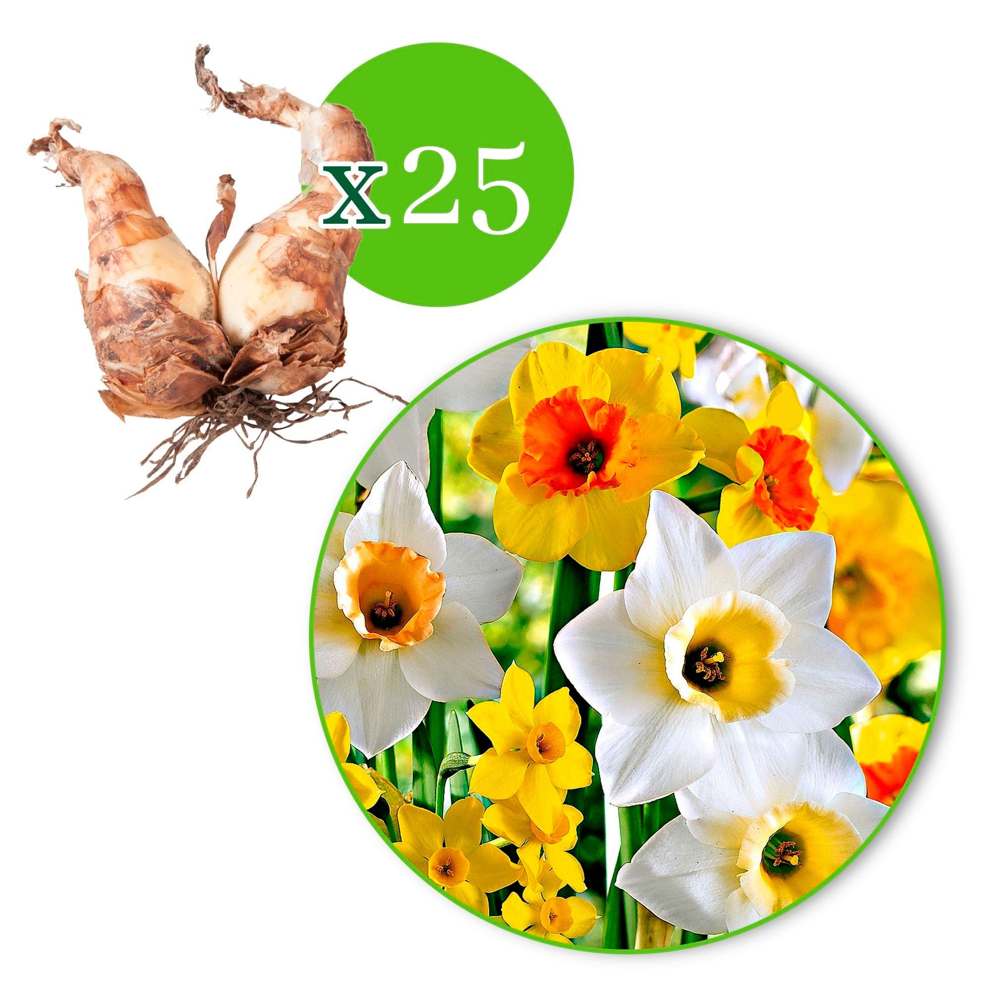 Buy 20x Daffodil Narcissus - Mix 'Beautiful Fragrance' white-orange ...