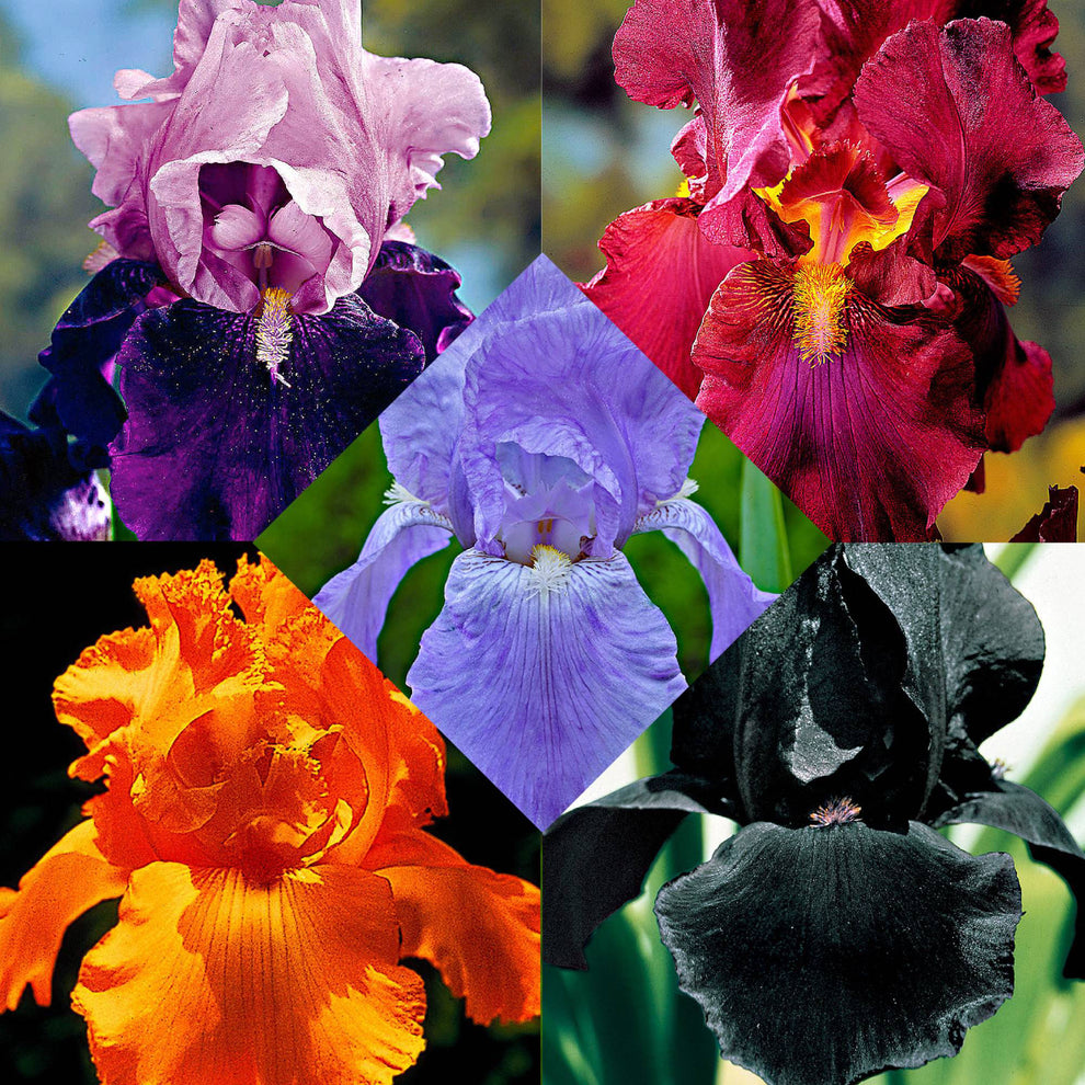 Buy hardy perennial 5x Bearded iris - Mix 'Magic Melange' - Bare rooted - Hardy plant | Bakker.com