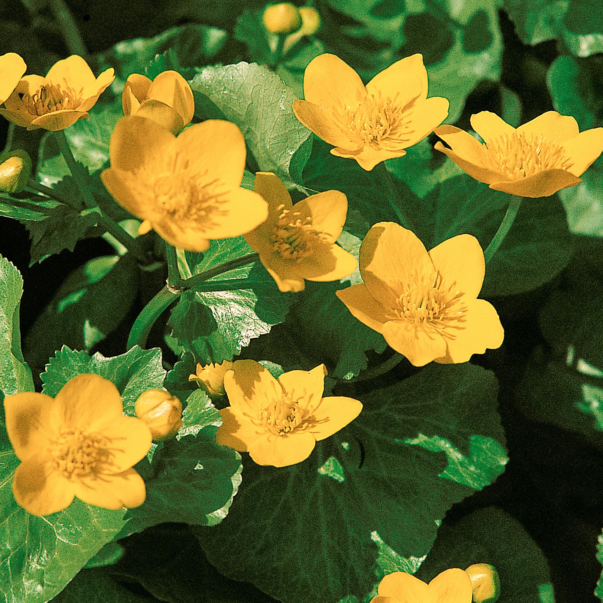 Buy pond plants now Marigold Caltha palustris yellow - Marsh plant ...